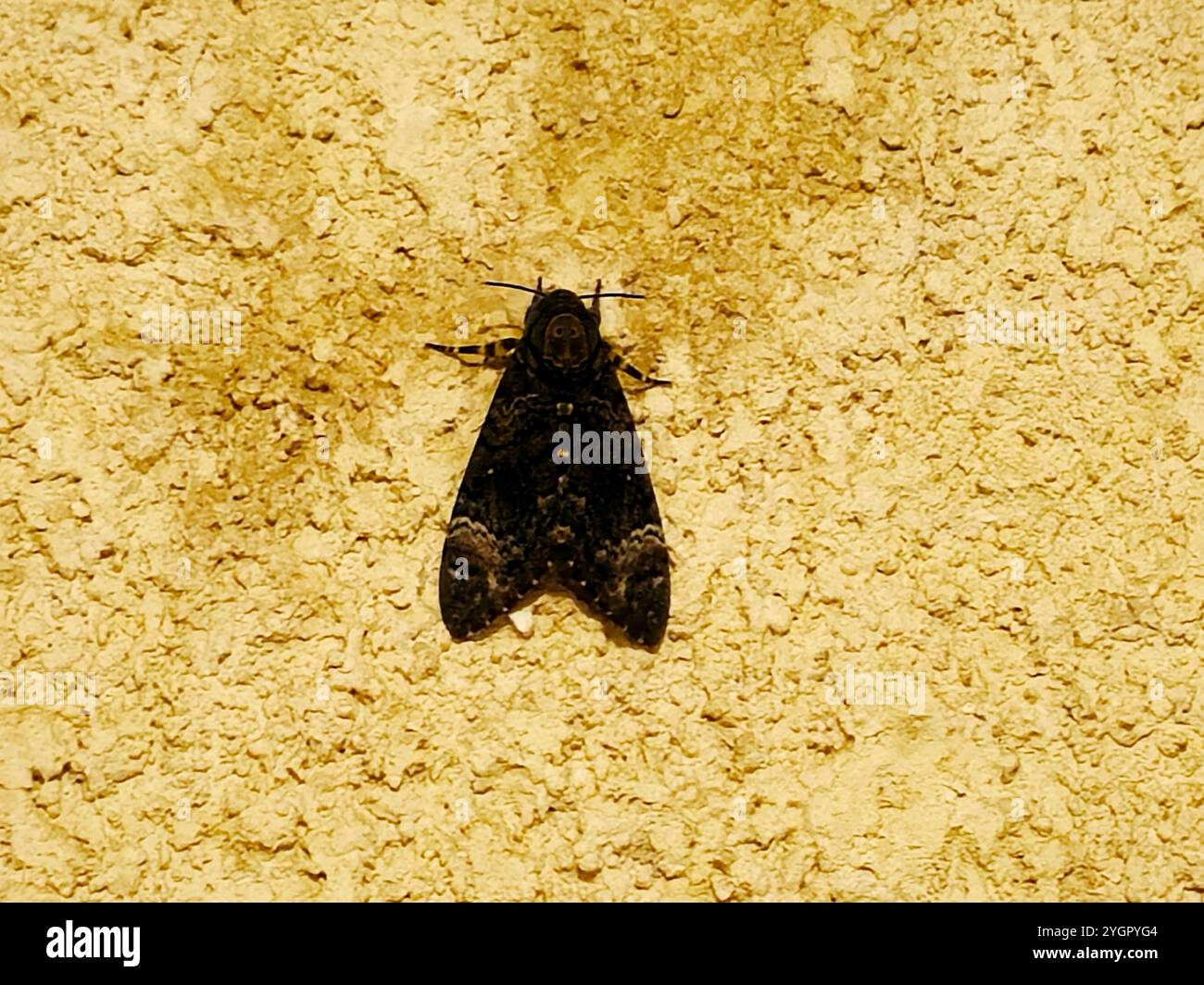 A moth insect on the wall, Moths are a group of insects that includes ...