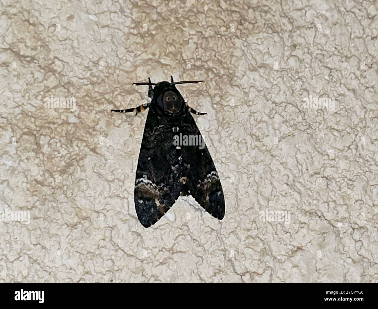 A moth insect on the wall, Moths are a group of insects that includes ...