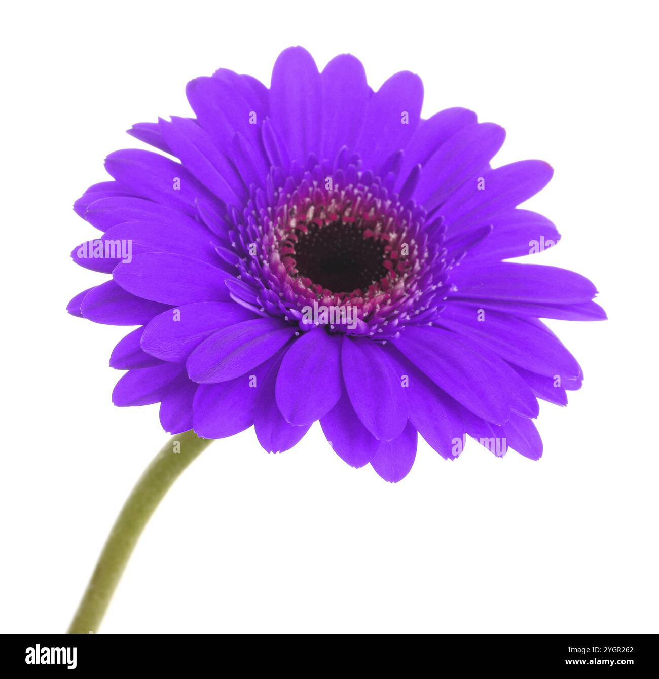 Beautiful dark violet gerbera flower on white background Stock Photo ...