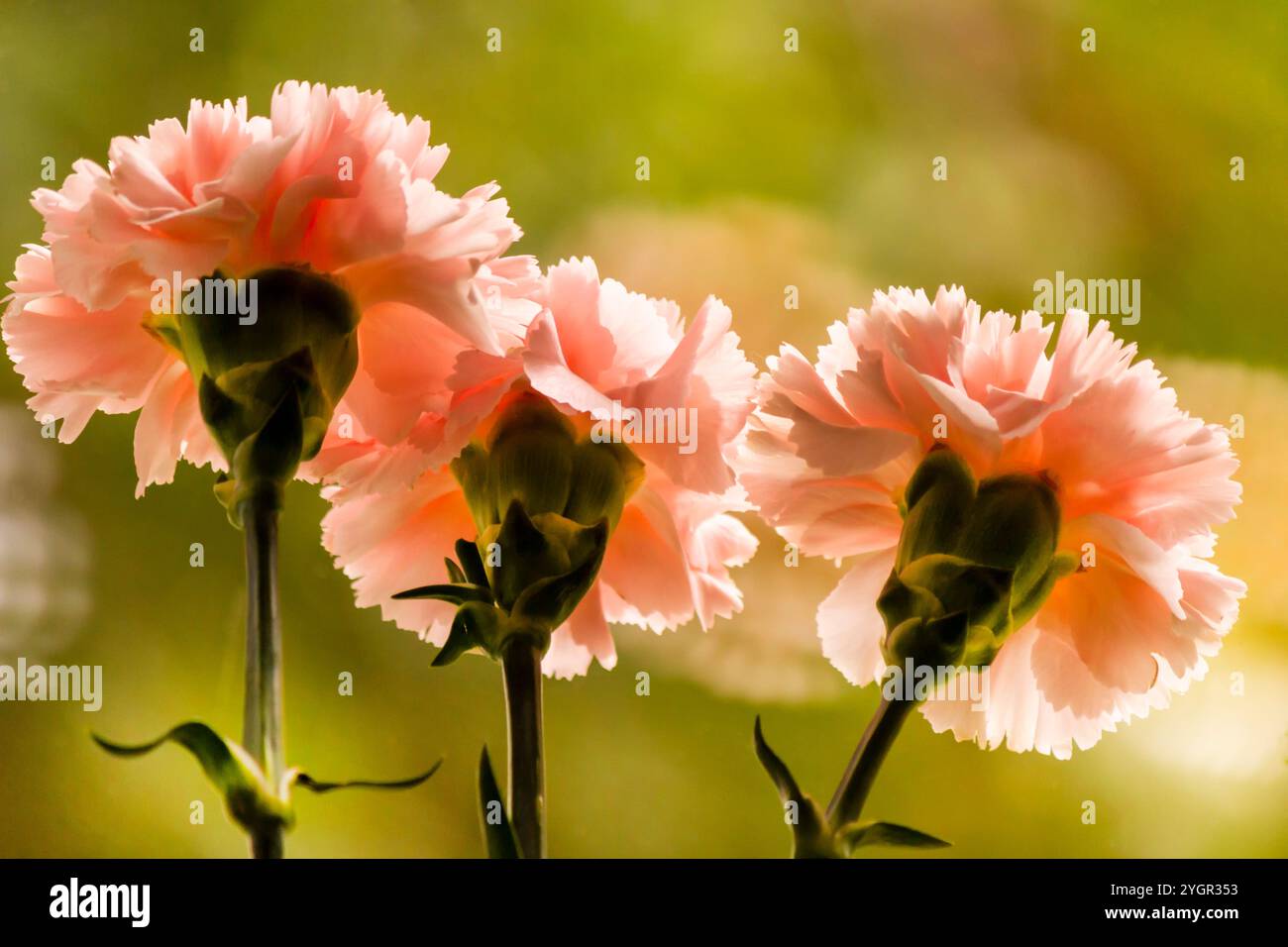 Three pink carnations, on a background of greenery with a side Stock ...