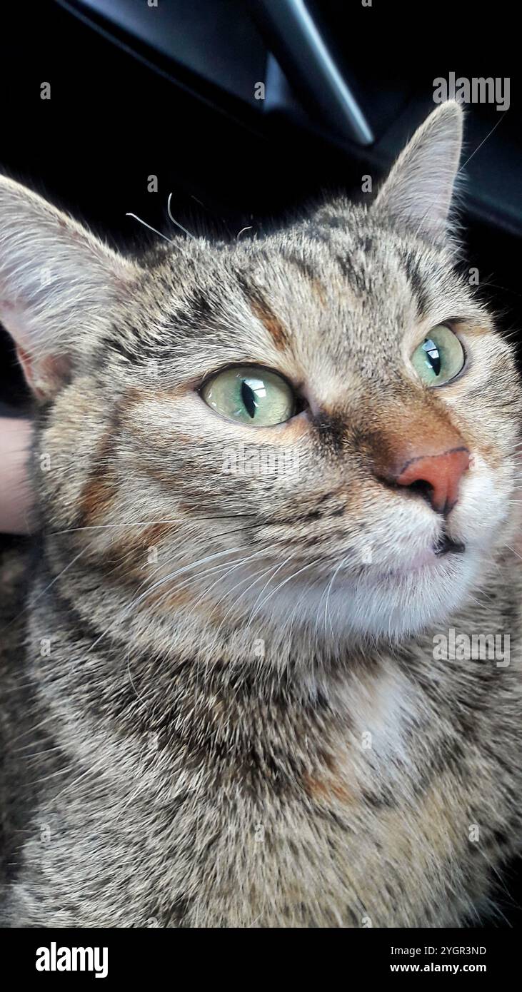 Fierce and Fluffy: Tiger-Striped Cat Shows Off in Stunning Photo ...