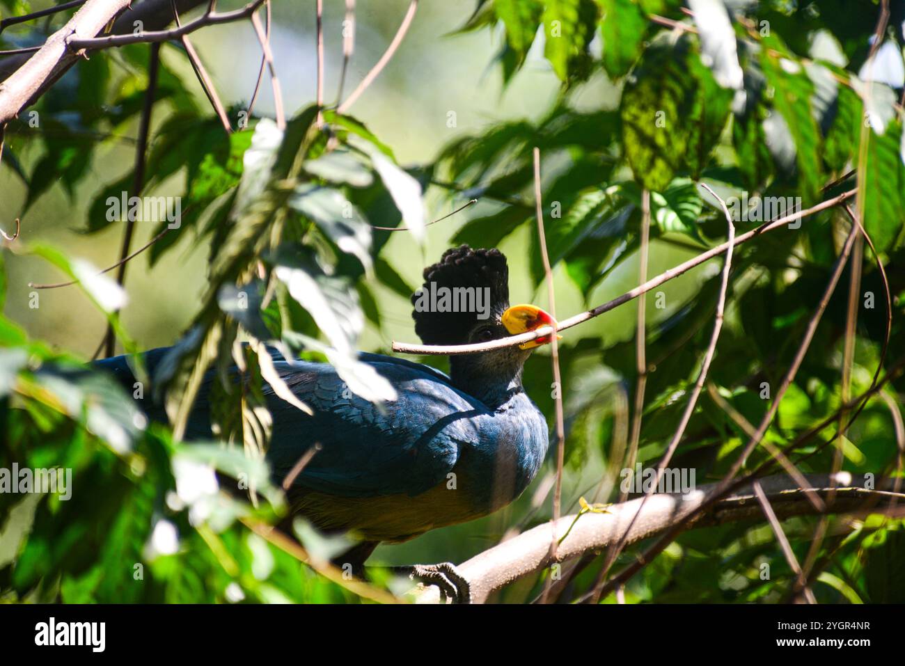 GREAT BLUE TURACO ( Corythaeola cristata ) in Kasangati, Kampala Uganda ...
