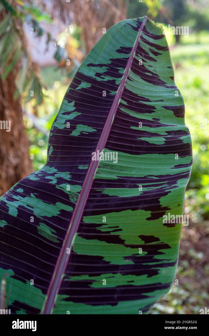 Dwarf banana leaf ( Musa acuminata ) - Kasangati, Kampala Uganda Stock ...