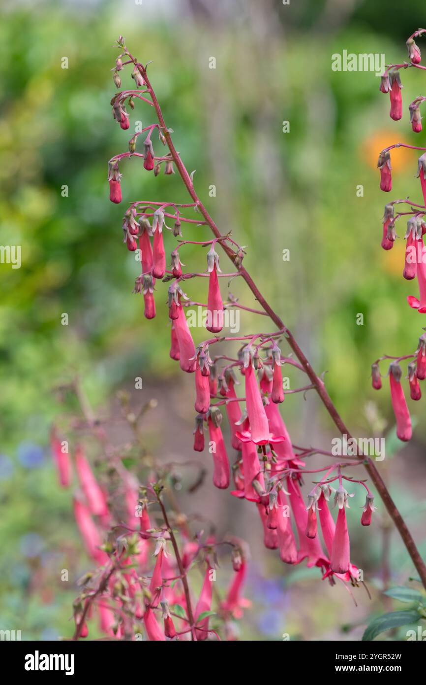 Cape fuchsias hi-res stock photography and images - Alamy