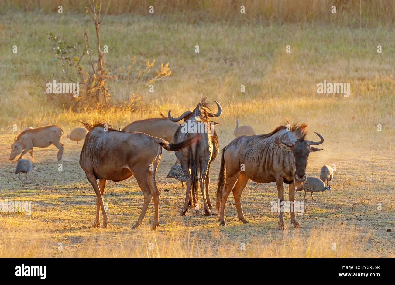 Front, Side, and Rear View of a Wildebeest Near Matobo National Park in ...