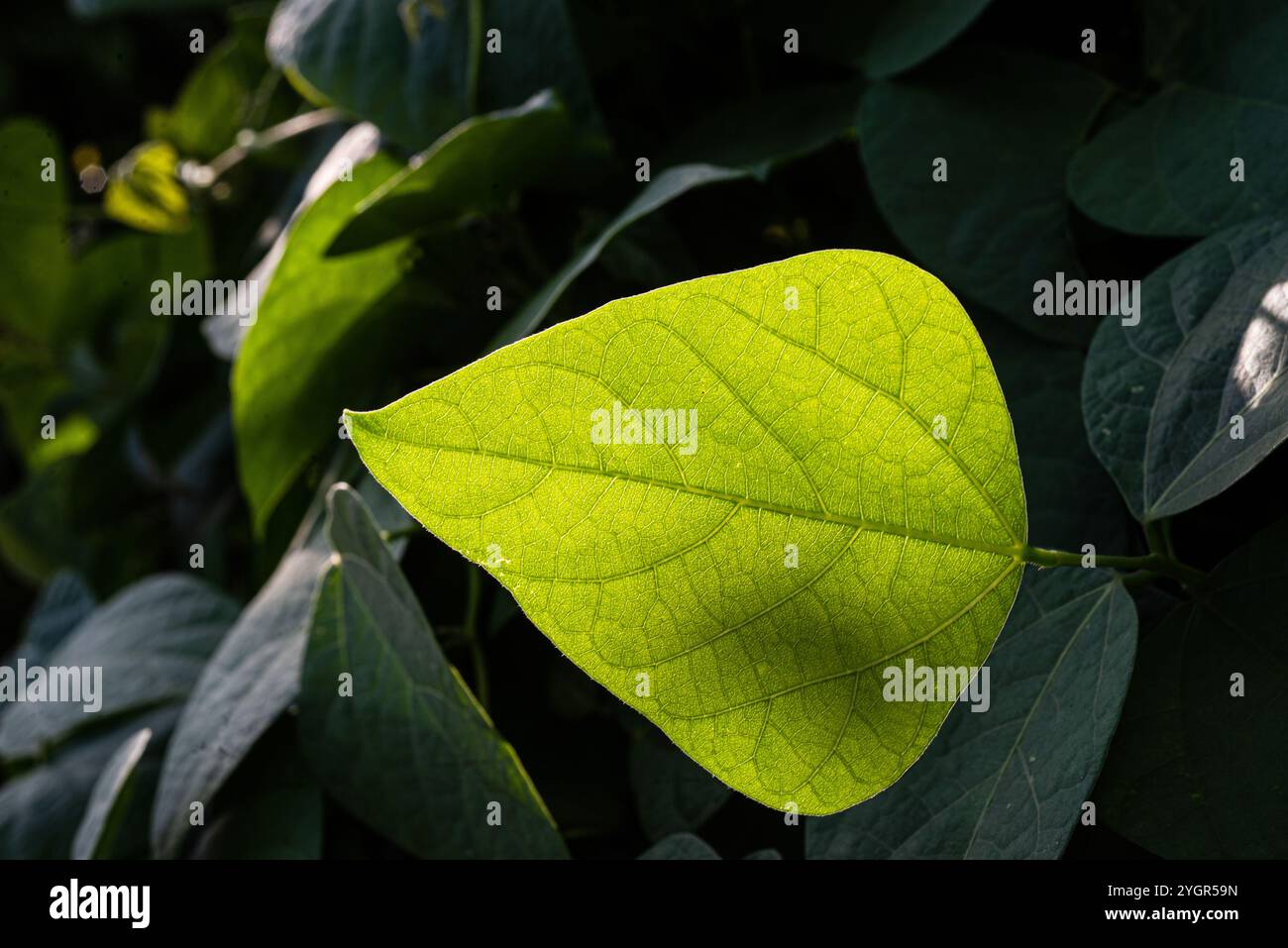 Runner-bean leaf ( Phaseolus coccineus ) - Kasangati - Kampala Uganda ...