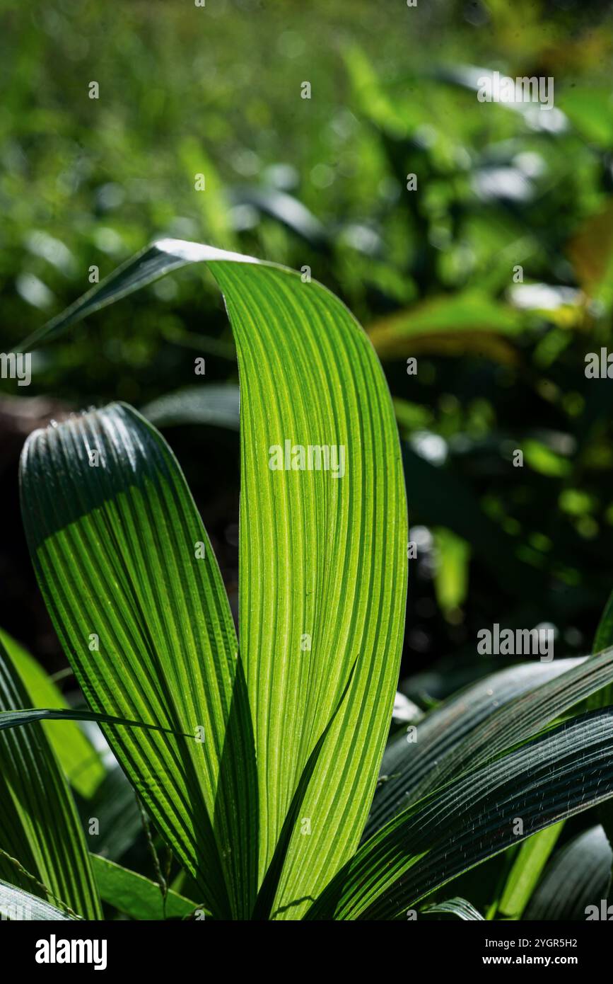 Palm-Grass ( Curculigo capitulata ) - Kampala Uganda Stock Photo - Alamy