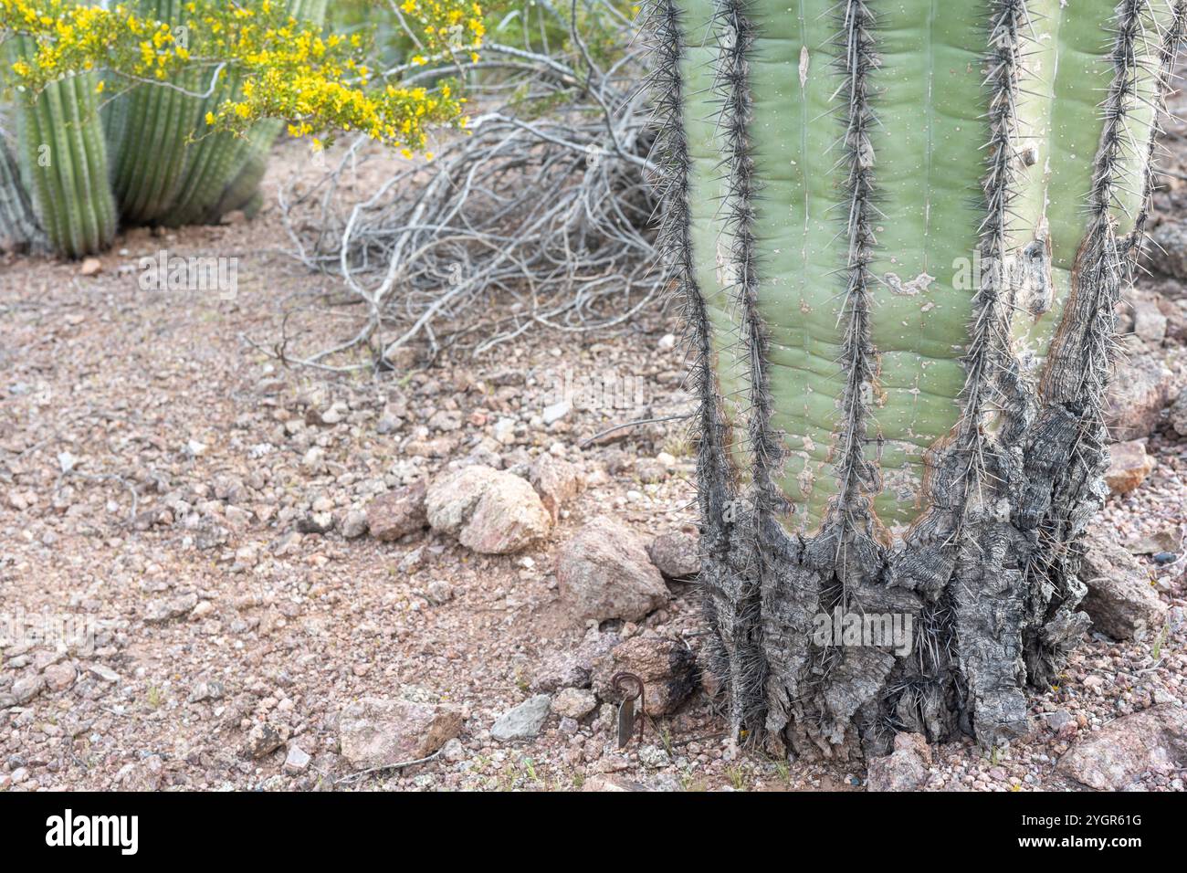 Cactus infection hi-res stock photography and images - Alamy