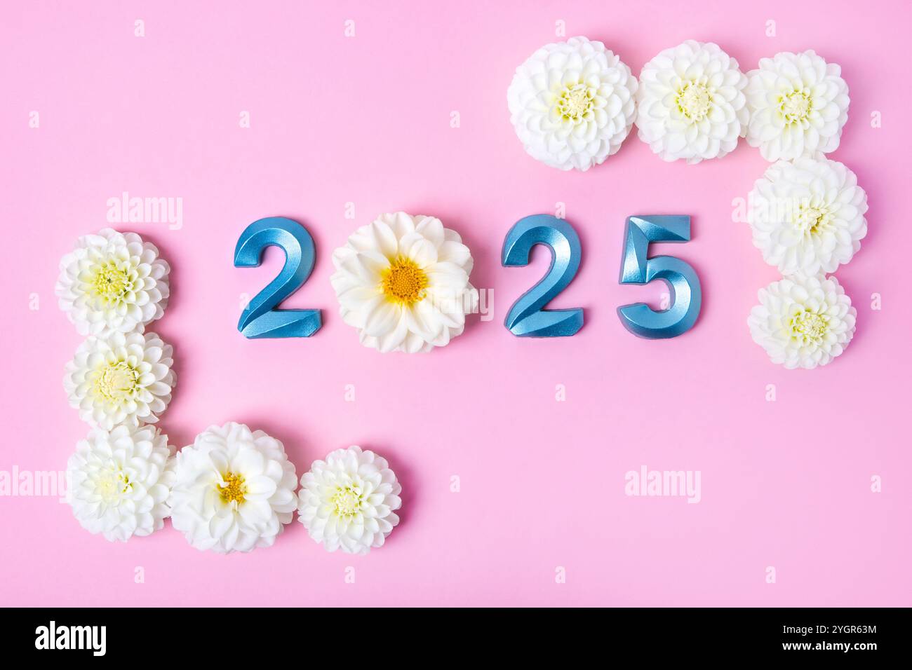 Blue numbers and white dahlia flowers on a pink background. 2025 new ...