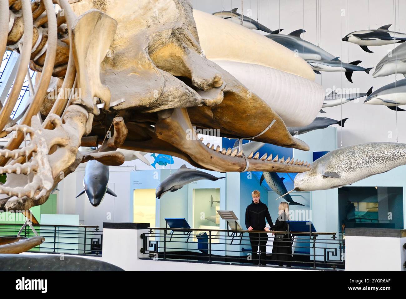 A whale skeleton with dolphins and porpoises hanging in the Mammals ...