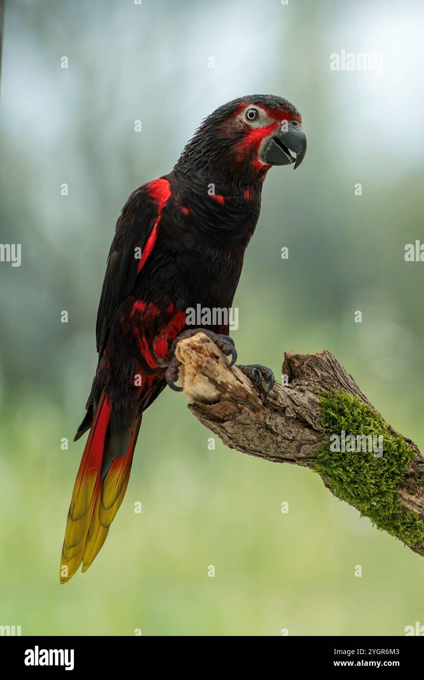 rajah lory or red-quilled lory Chalcopsitta atra insignis, prettiest ...