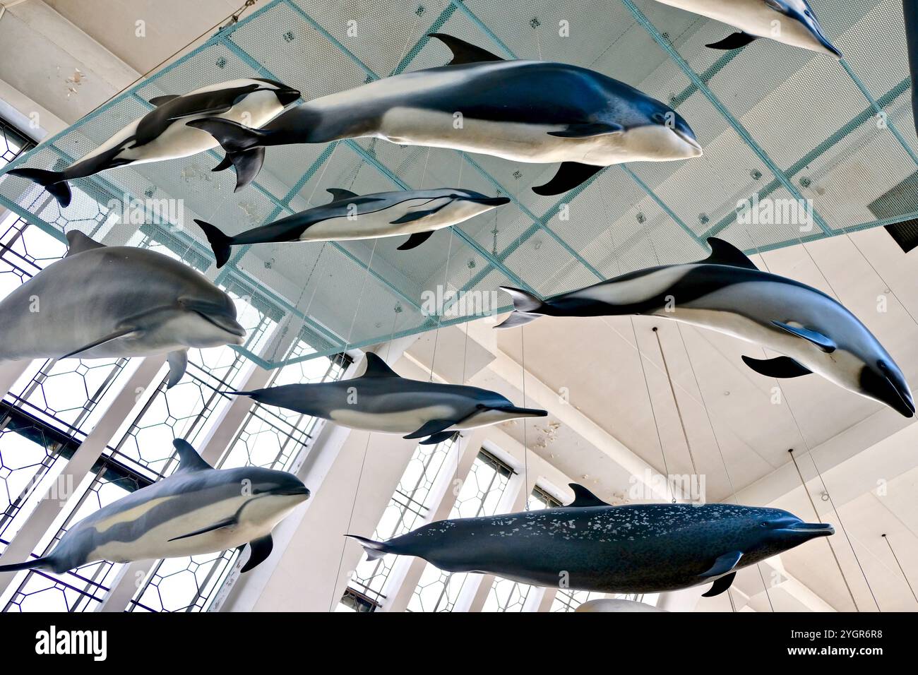 A collection of dolphins and porpoises suspended from the roof of the ...