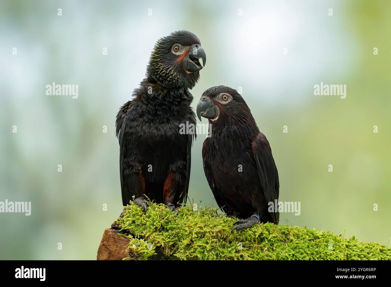 Chalcopsitta atra bernsteini hi-res stock photography and images - Alamy