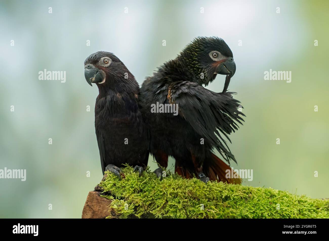 bernstein lory Chalcopsitta atra bernsteini, subspecies of the black lory Stock Photo - Alamy