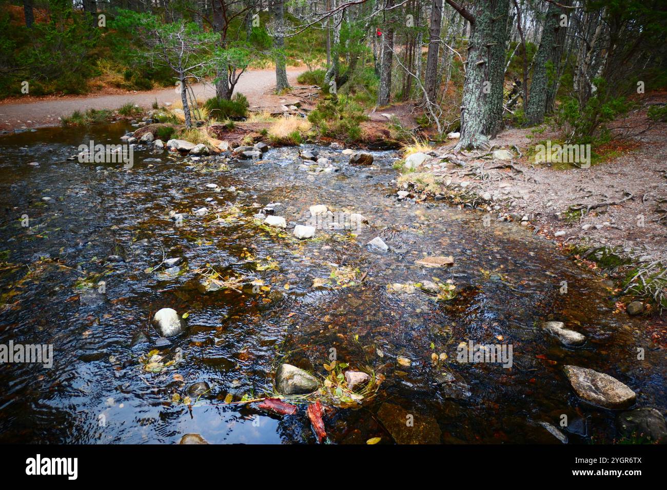 A walk at the boarders of Loch an Eilean in Scotland at Rothiemurchus ...
