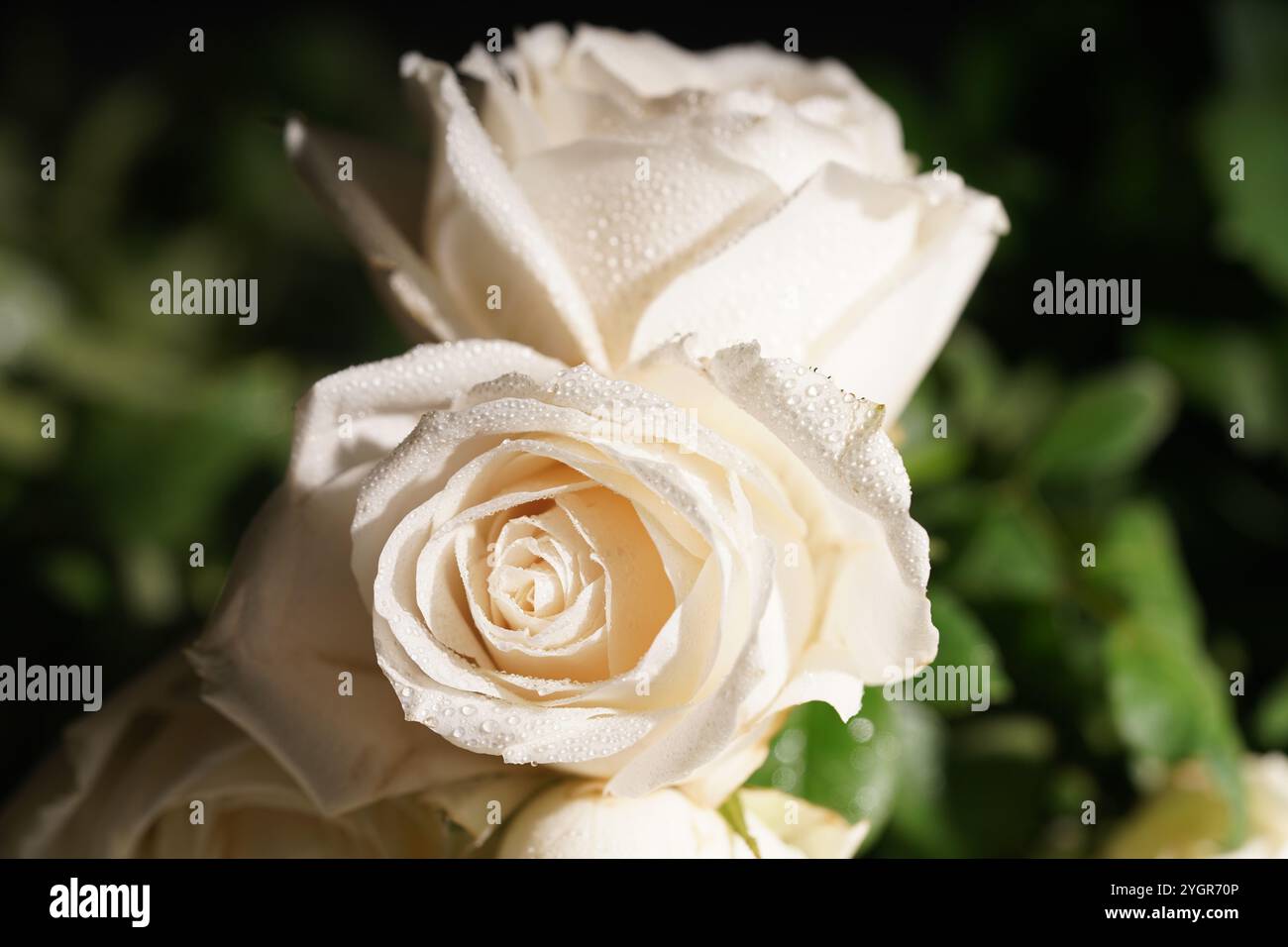 Twin White Roses Stock Photo - Alamy