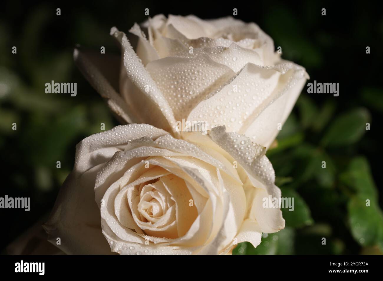 Twin roses hi-res stock photography and images - Alamy