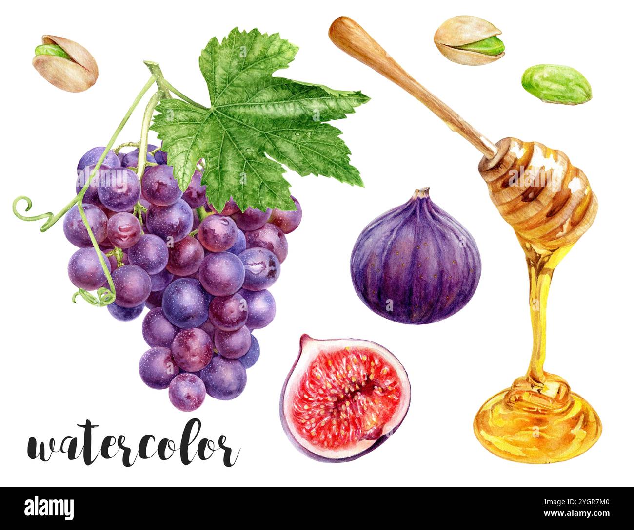 Botanical art fig hi-res stock photography and images - Alamy