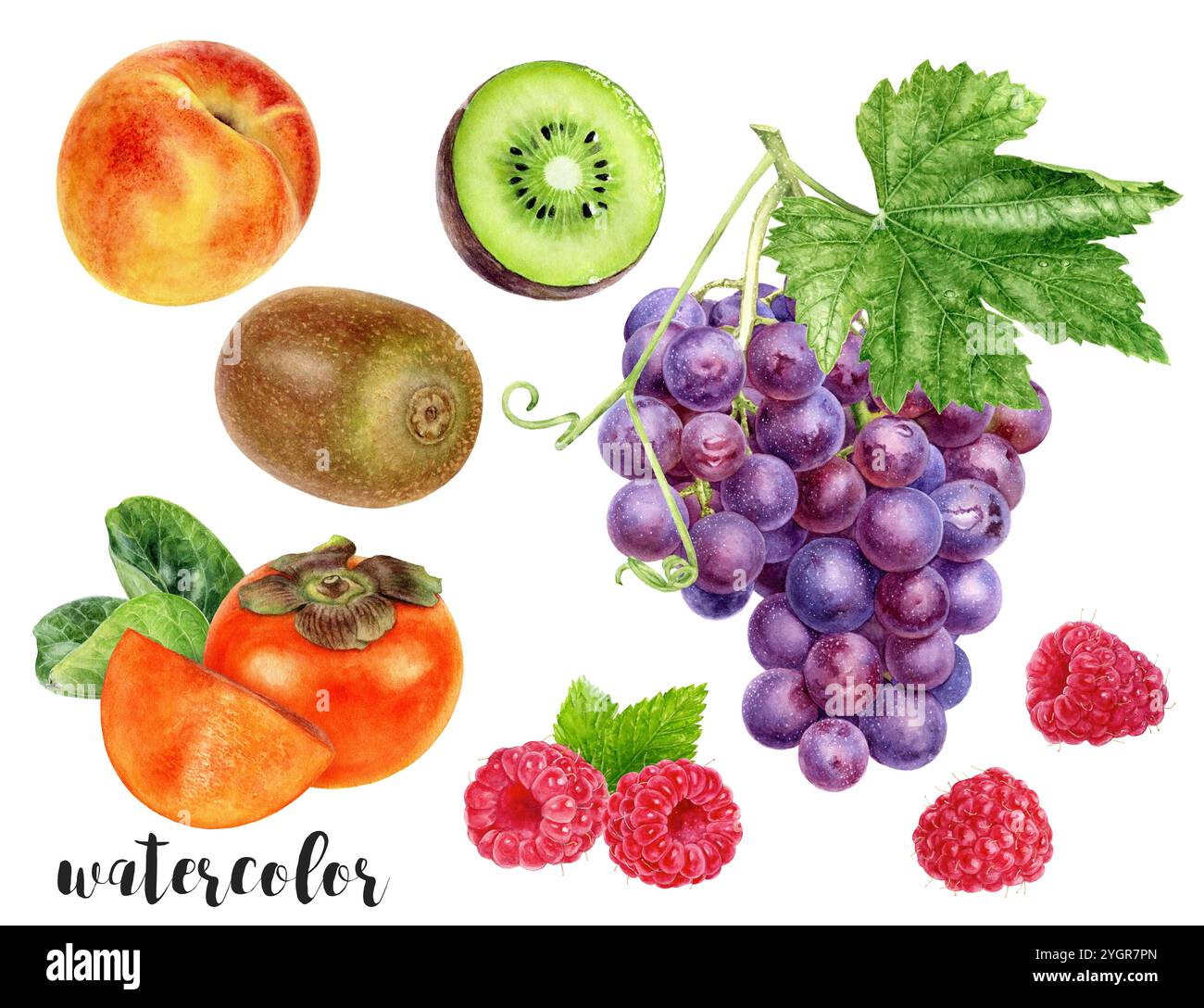 Hand-Painted Watercolor Grapes, Peach, Persimmon, Kiwi, and Raspberry ...