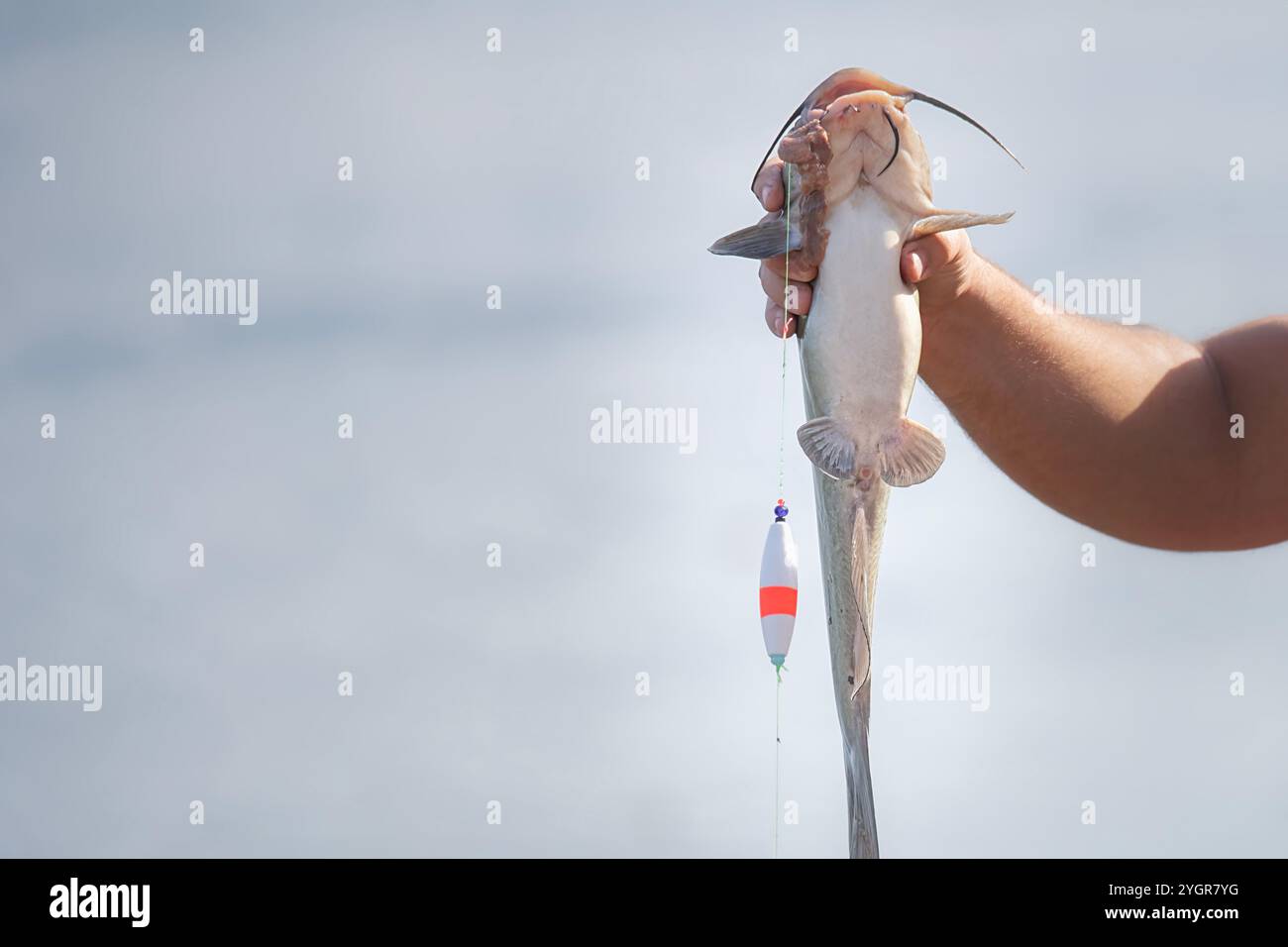 Fisherman holds up catfish that he caught Stock Photo - Alamy