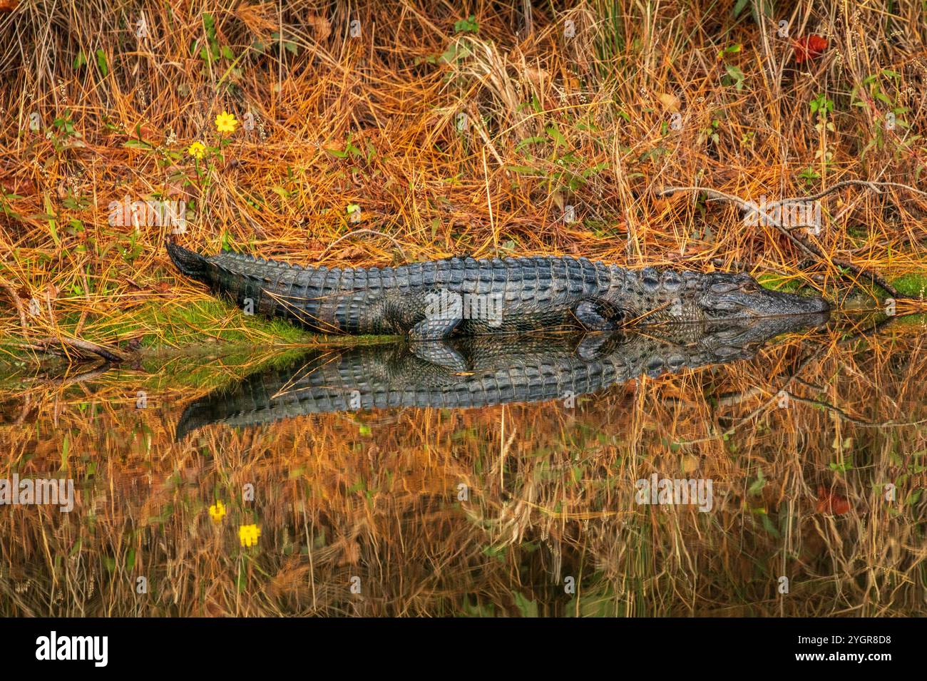 Alligator reflection in a fall setting Stock Photo - Alamy