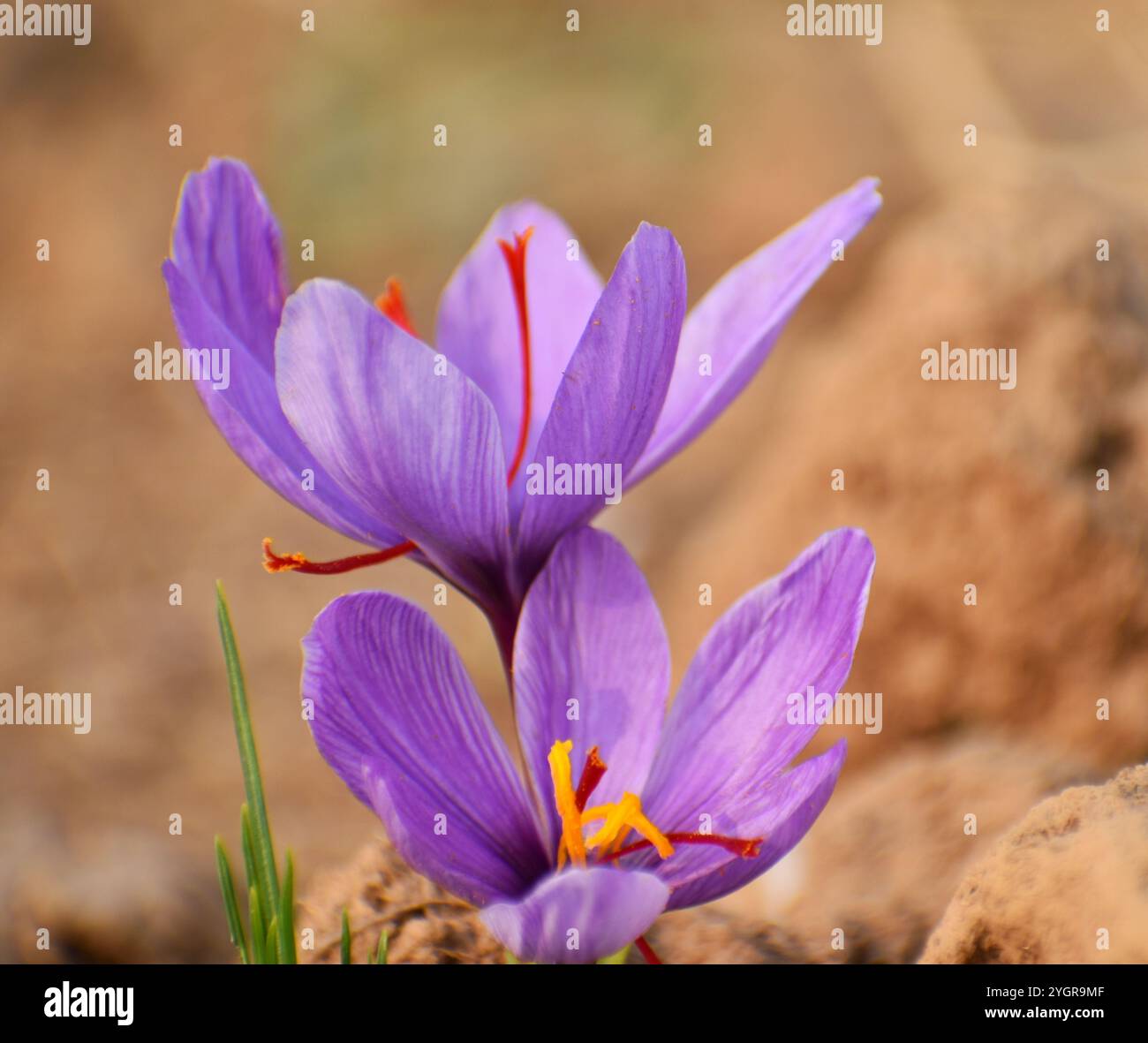 Saffron flowers are seen in a field during the saffron harvest season ...