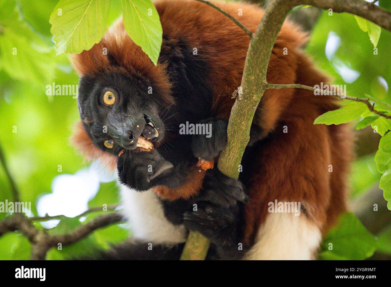 Red ruffed lemur (Varecia rubra), captive, in tree, exterior Stock ...