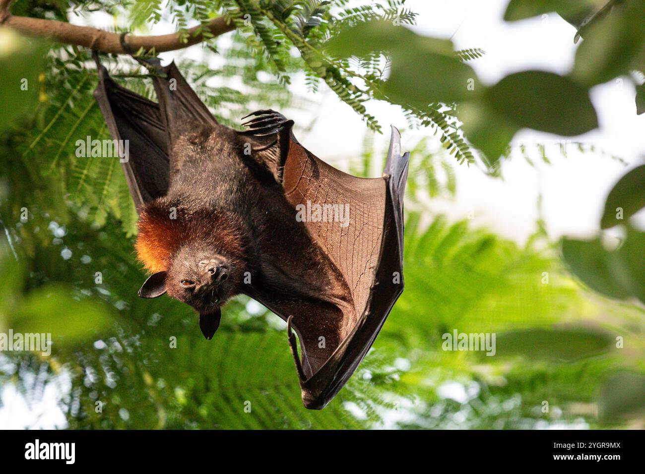 Malaysian flying fox pteropus hi-res stock photography and images - Alamy