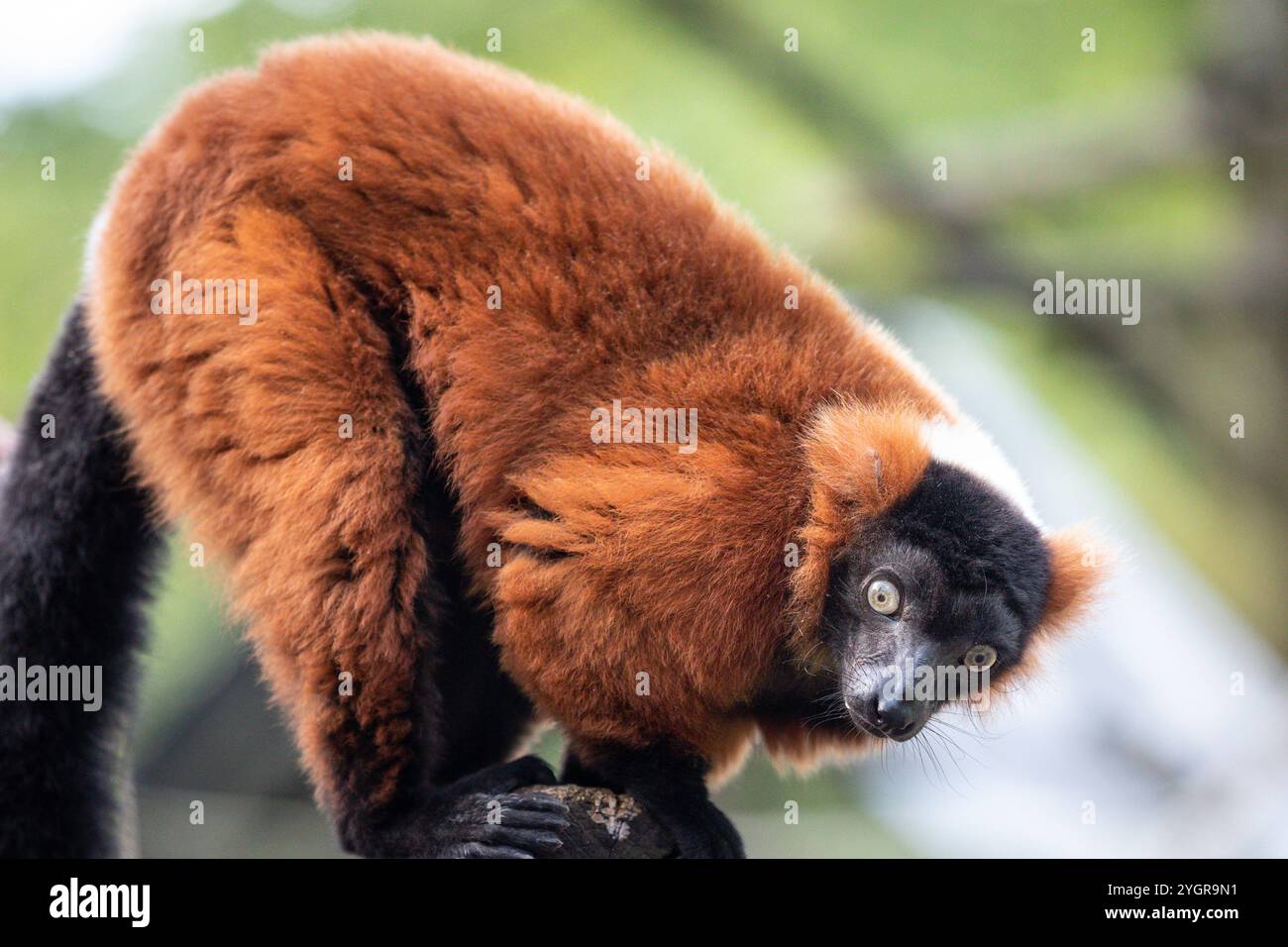 Red ruffed lemur (Varecia rubra), captive, neutral background greenery ...