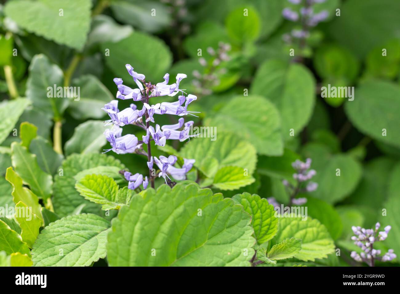 Close up of a Zulu spurflower (plectranthus zuluensis) in bloom Stock ...