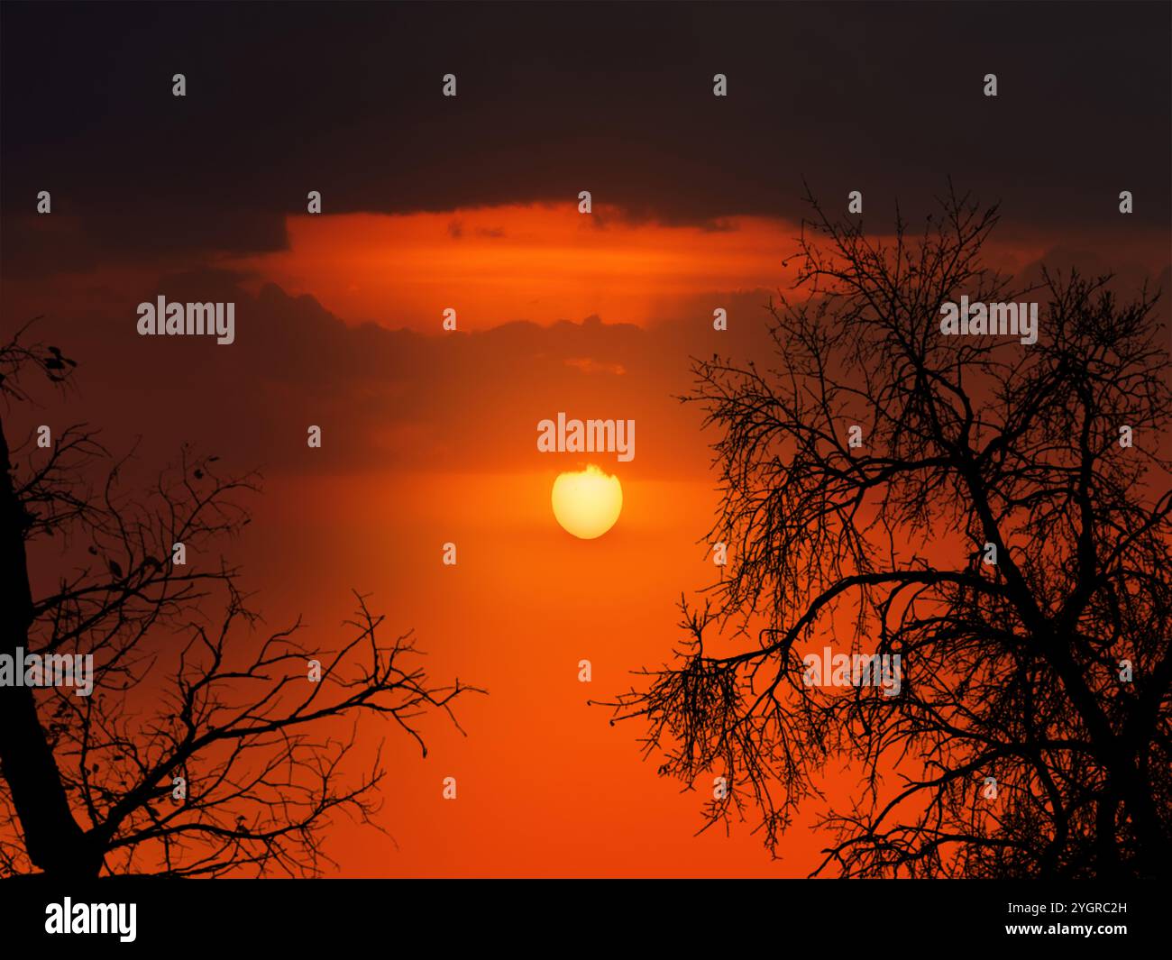 trees in twilight at sunset Stock Photo - Alamy