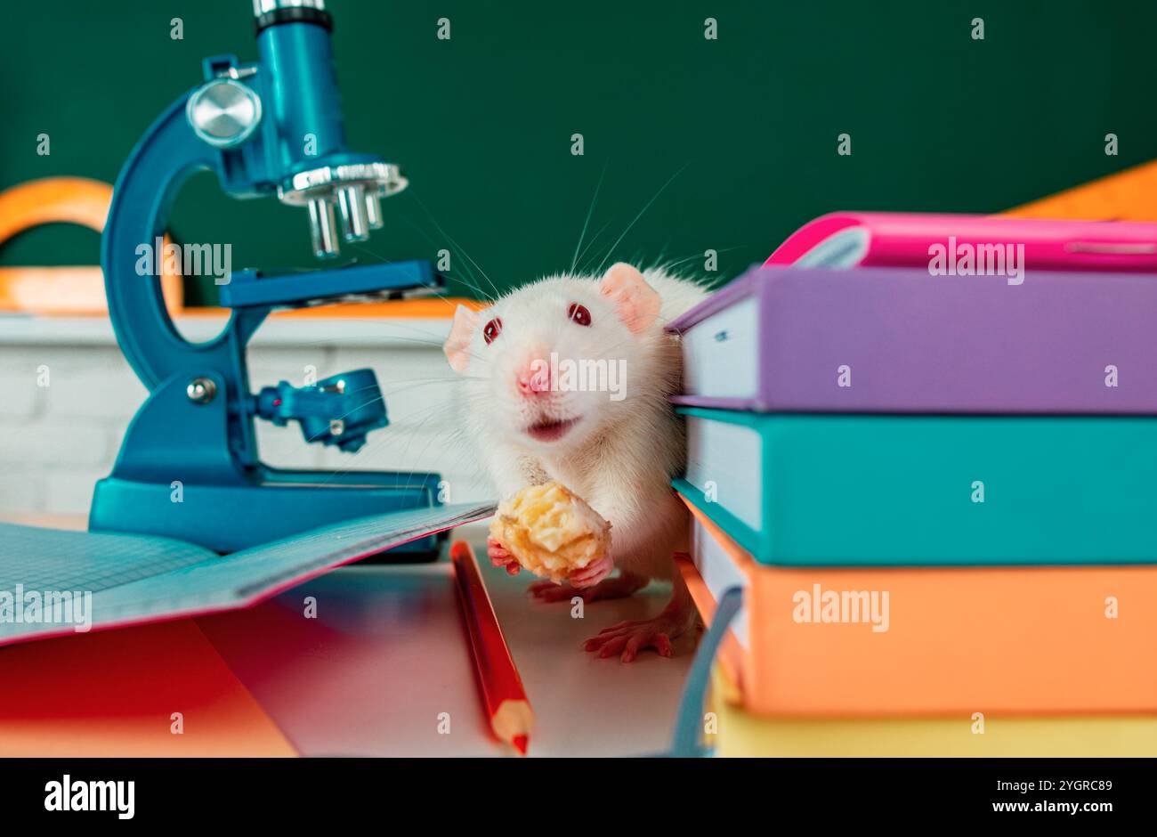 Laboratory rat. Funny white rat mouse in classroom. White test rat ...