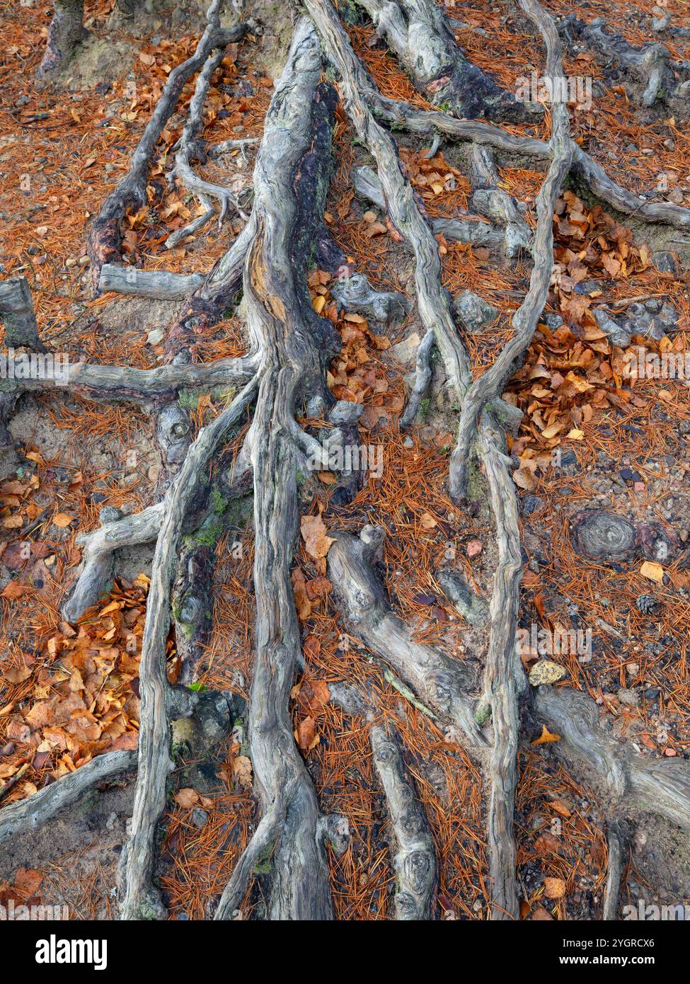 Tree roots, stretching forward Stock Photo - Alamy