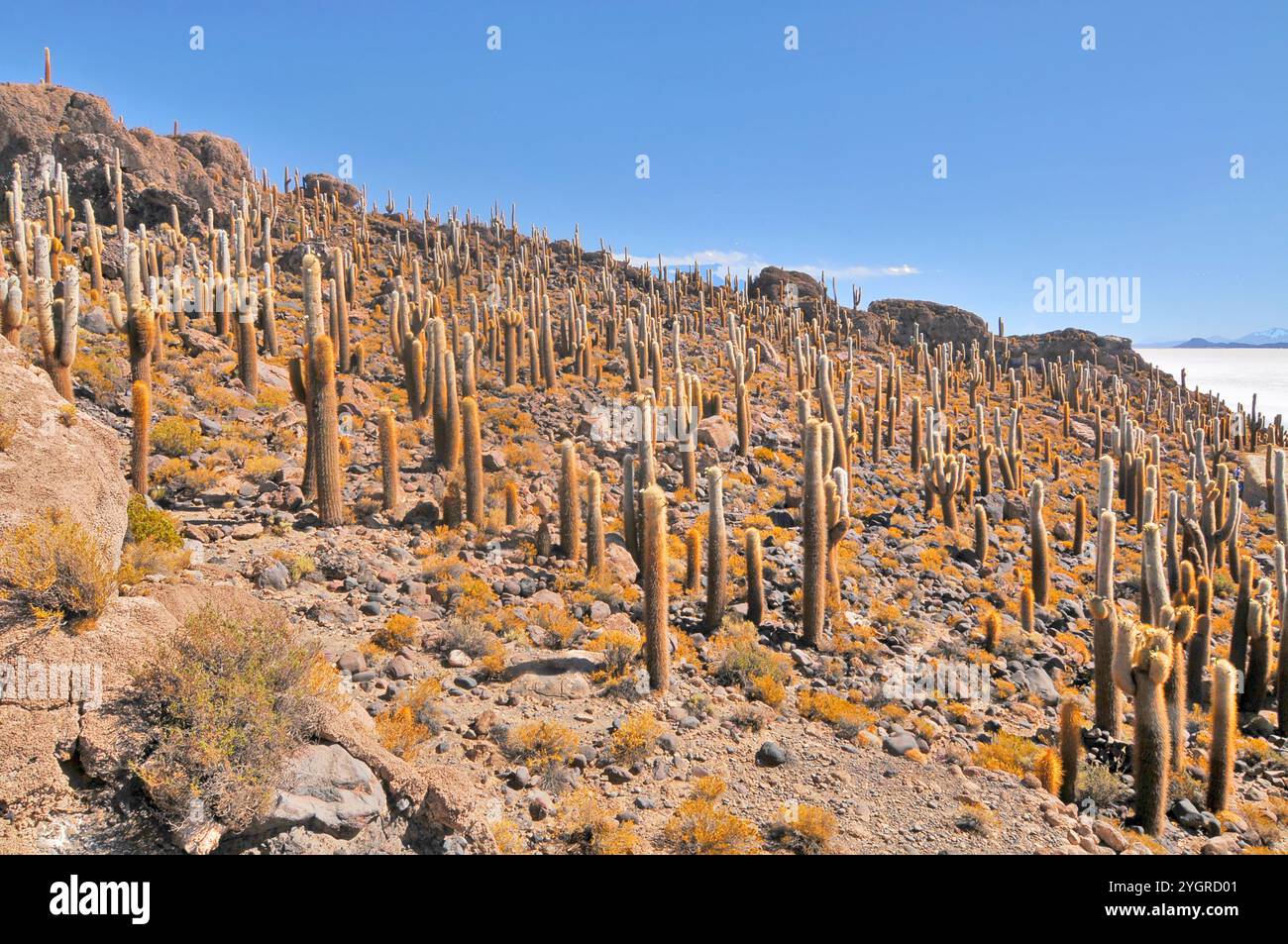 Isla Incahuasi hilly and rocky outcrop of land situated in the middle ...