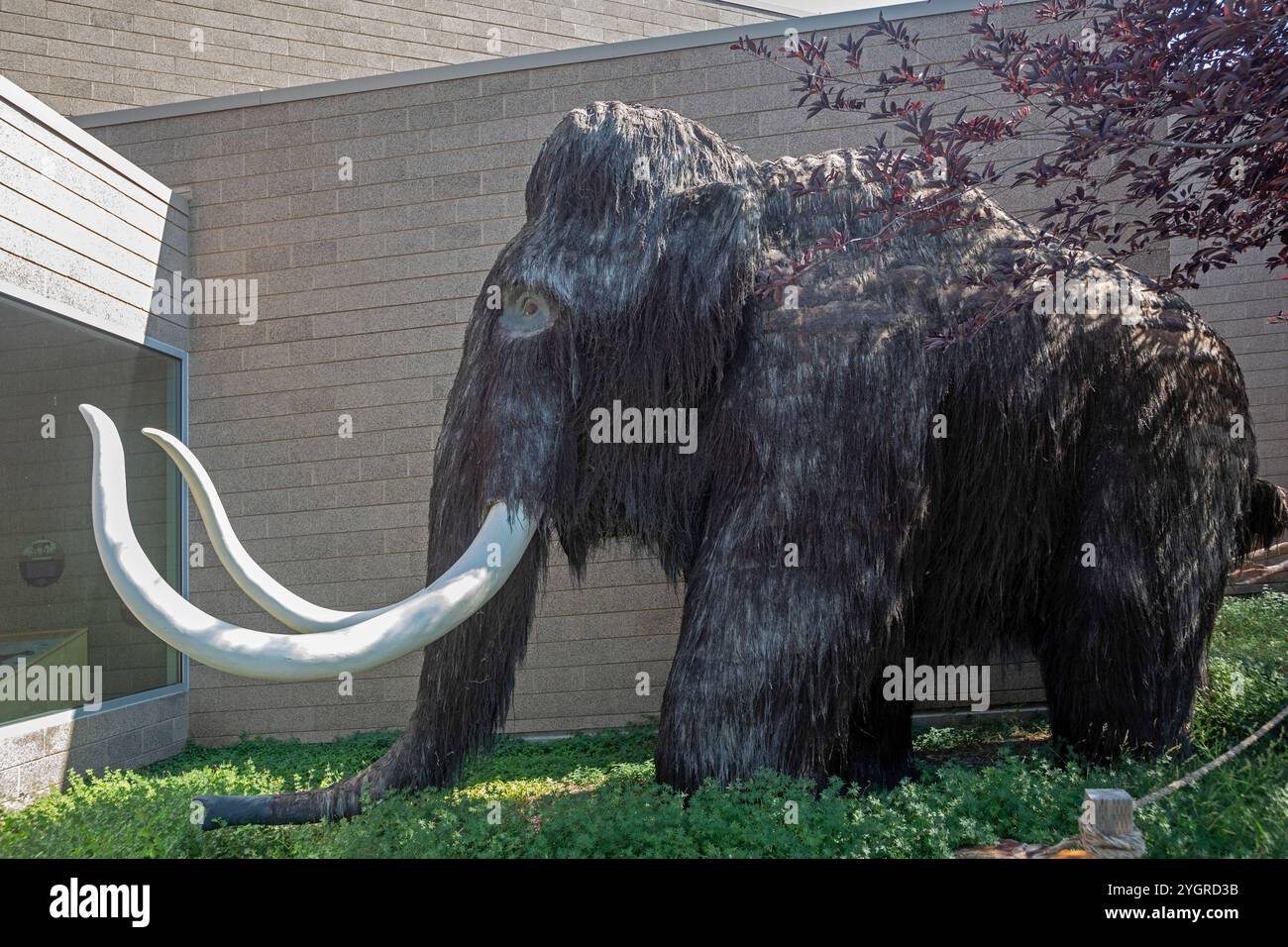 Woolly mammoth hi-res stock photography and images - Alamy