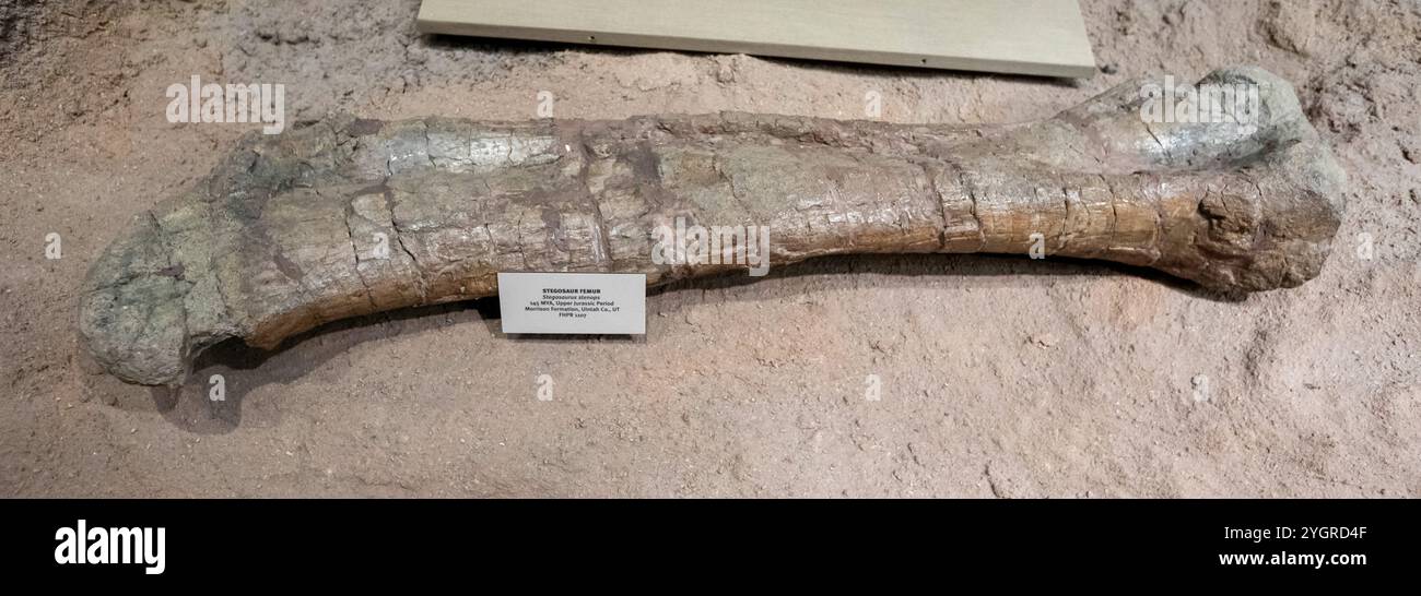 Dinosaur femur hi-res stock photography and images - Alamy