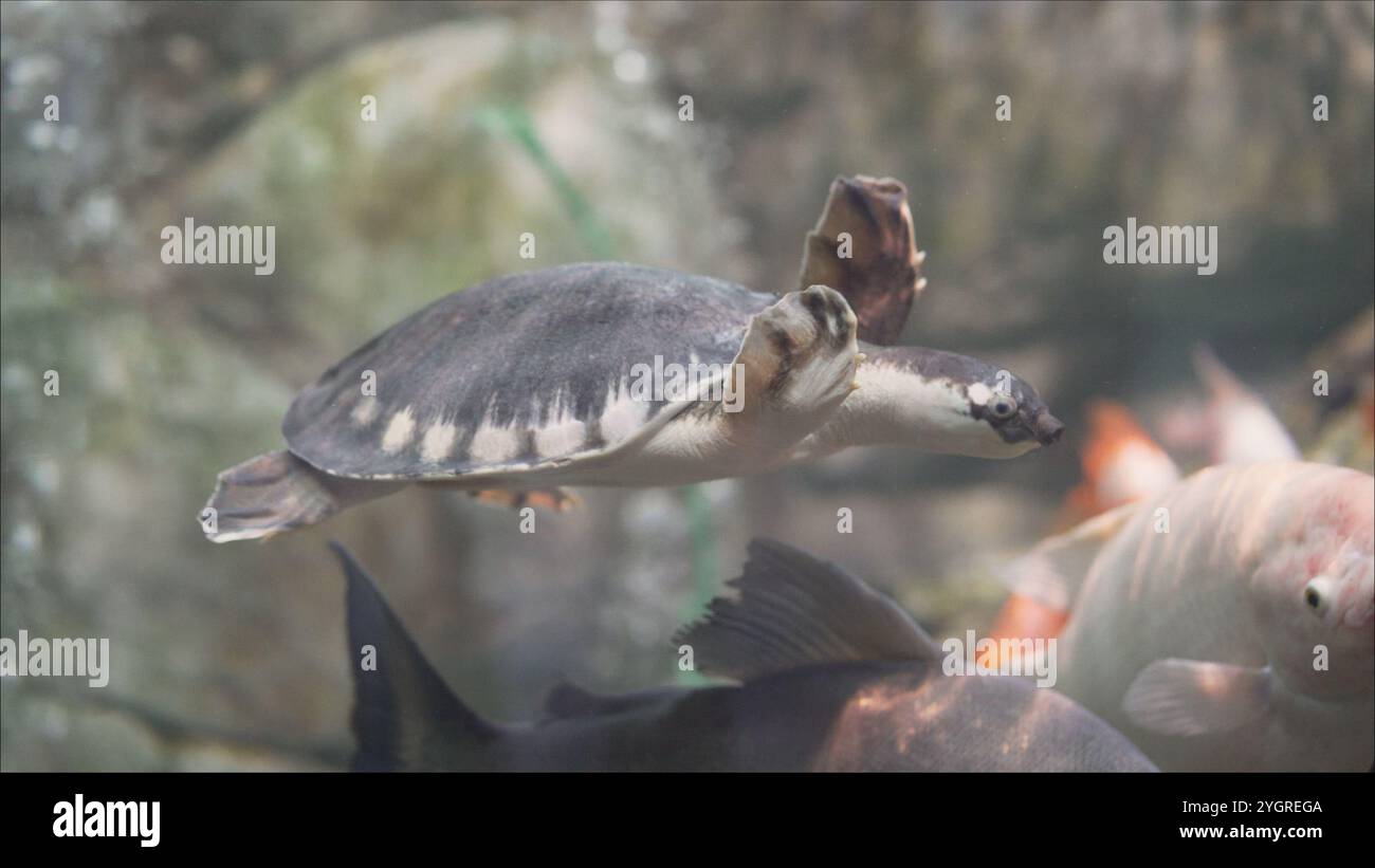 sea turtle swimming in the pool at the zoo. Turtles swim in a large ...