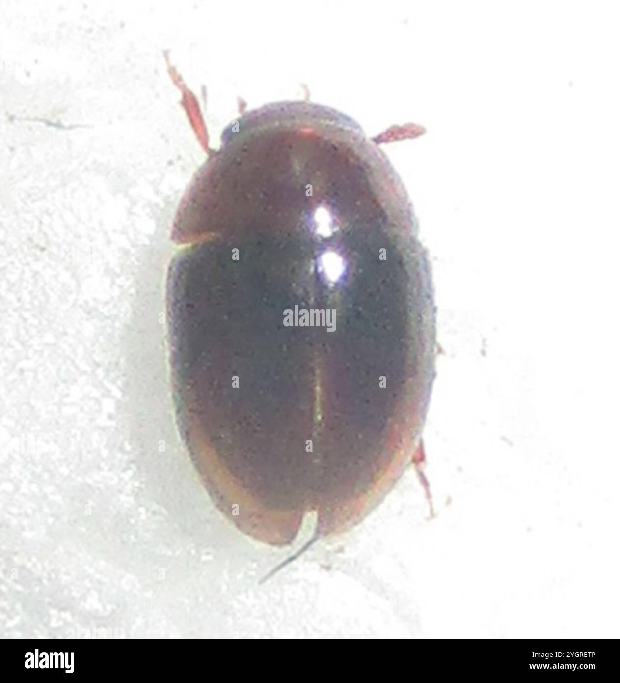 Phalacridae hi-res stock photography and images - Alamy