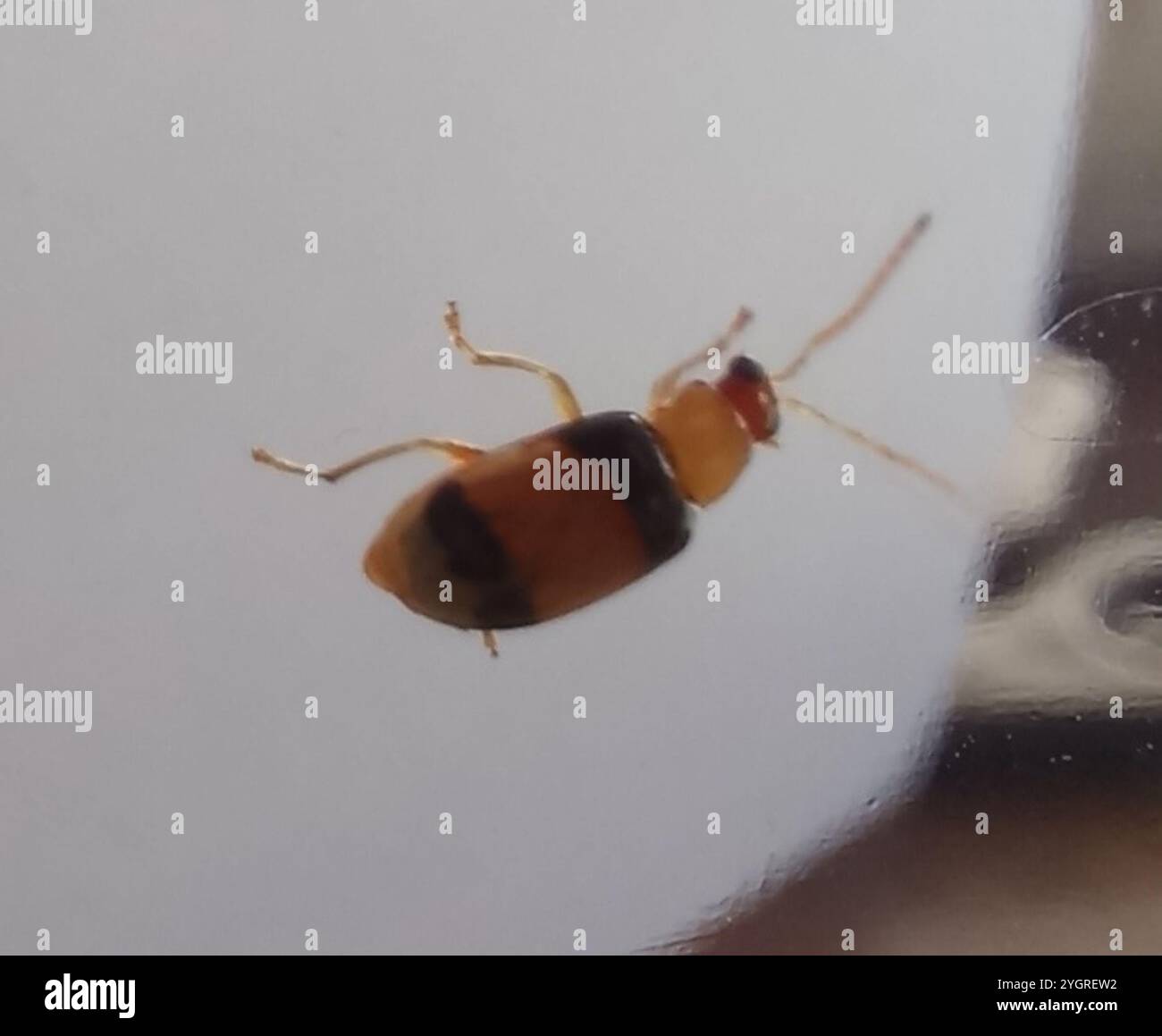 Blackbelly Leafbeetle (Monolepta melanogaster Stock Photo - Alamy