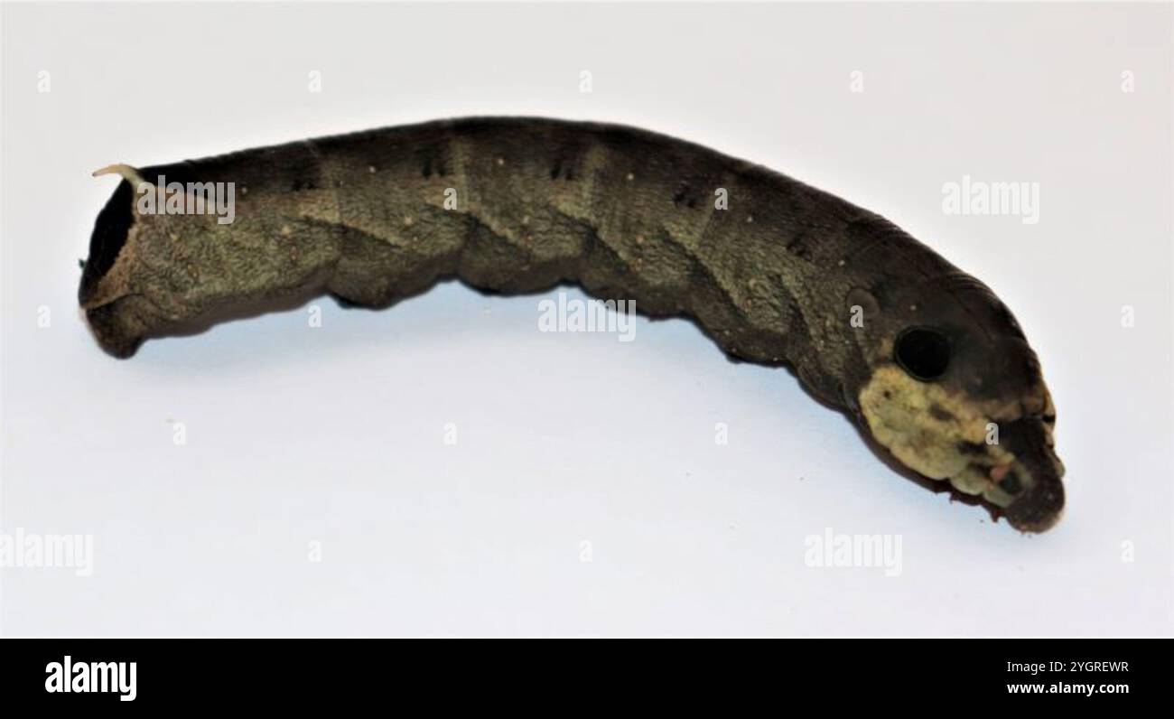 Common Striped Hawkmoth (Hippotion eson Stock Photo - Alamy