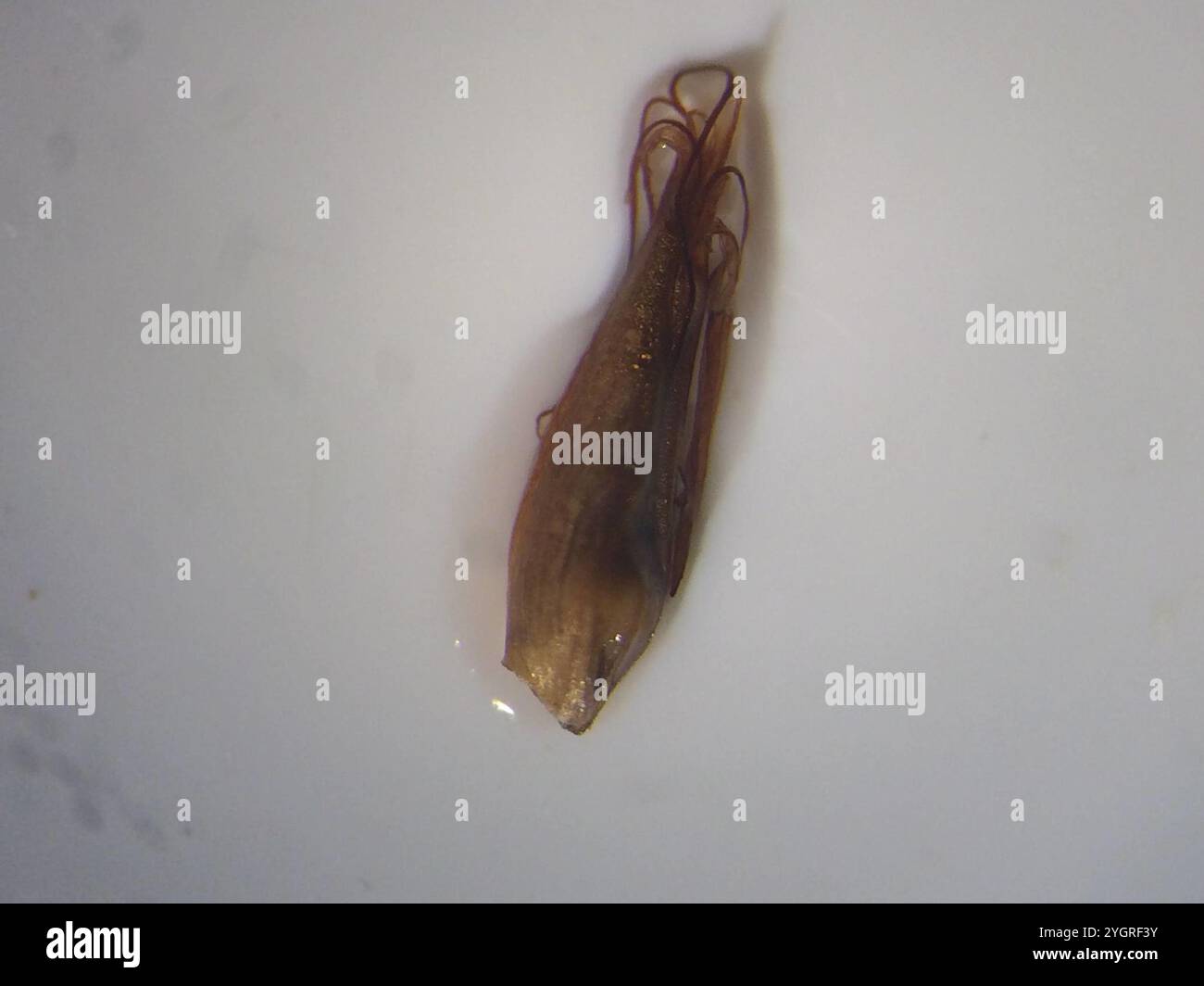 Brown Beakrush (Rhynchospora fusca Stock Photo - Alamy