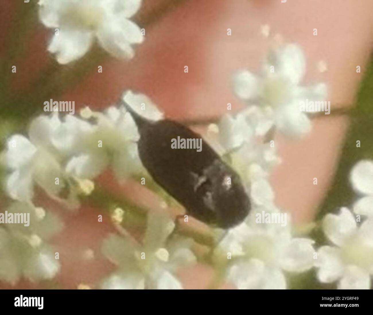 Mordella hi-res stock photography and images - Alamy