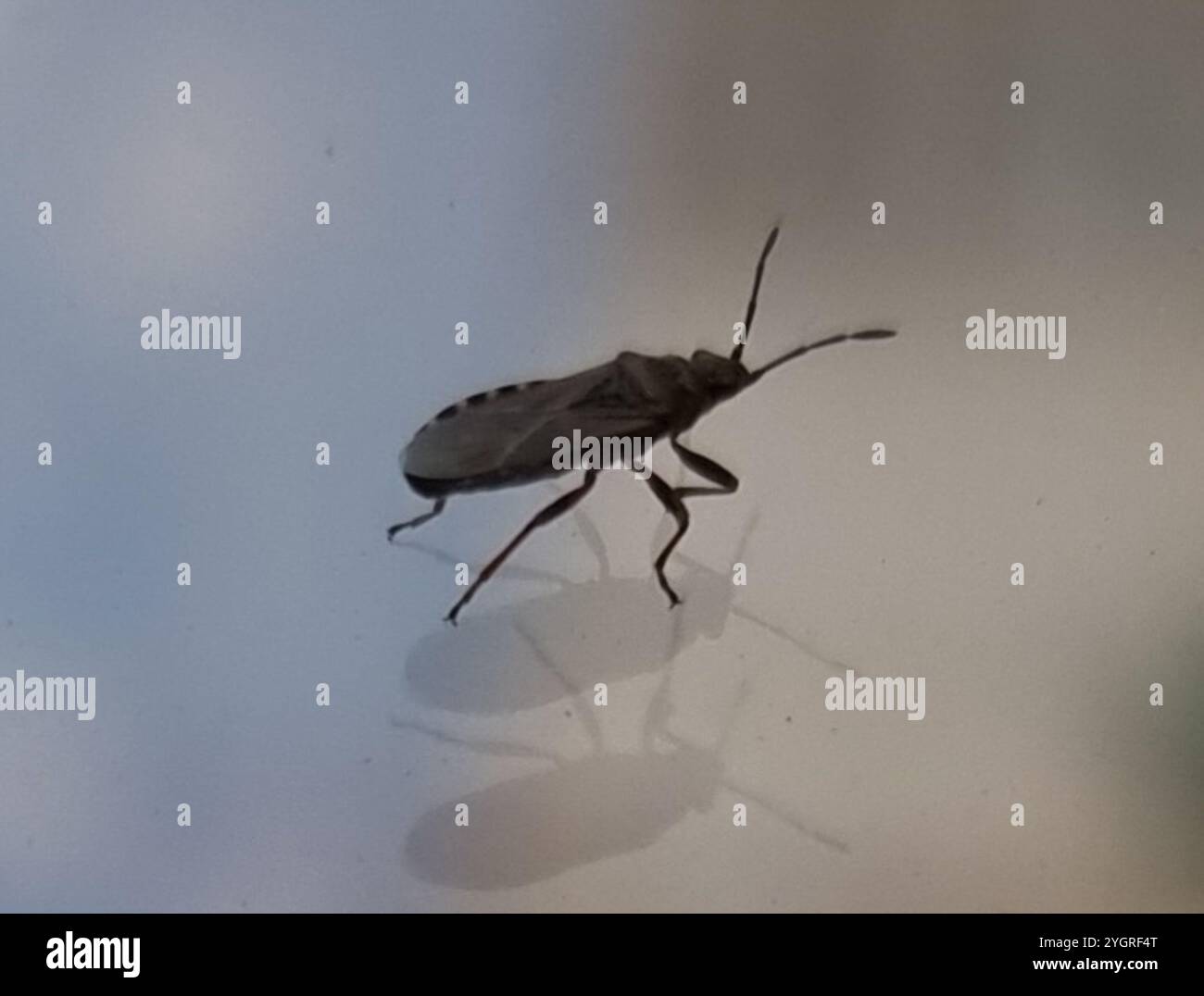 Elm Seed Bug (Arocatus melanocephalus Stock Photo - Alamy
