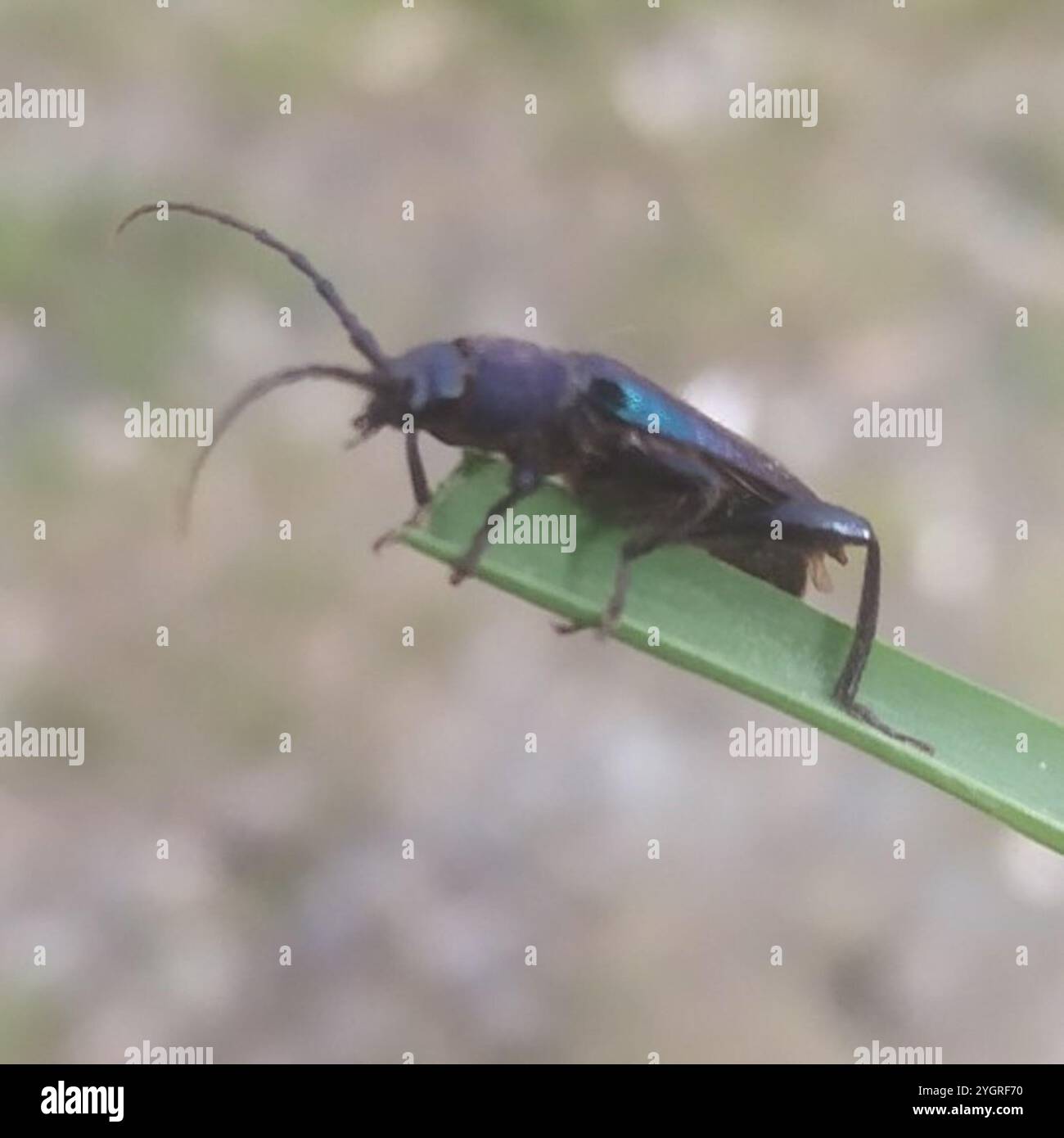 Violet tanbark beetle (Callidium violaceum Stock Photo - Alamy