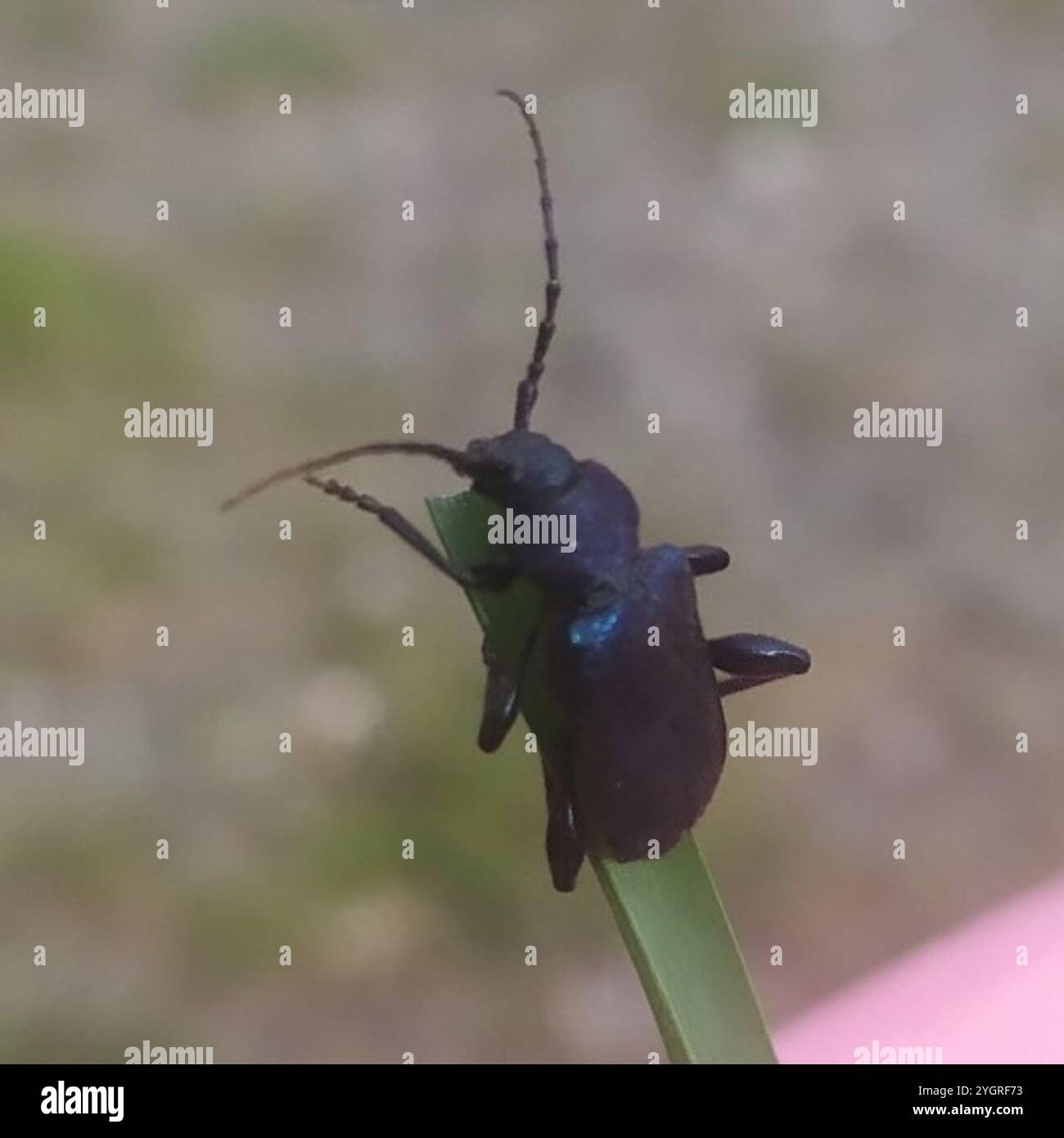 Violet tanbark beetle (Callidium violaceum Stock Photo - Alamy