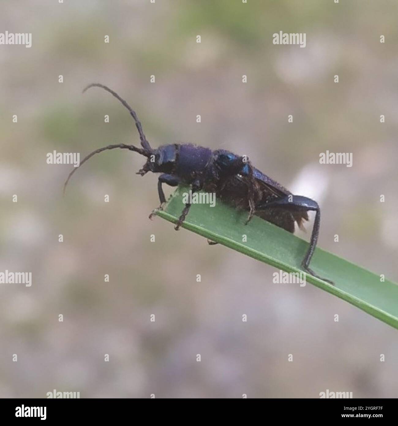 Violet tanbark beetle (Callidium violaceum Stock Photo - Alamy
