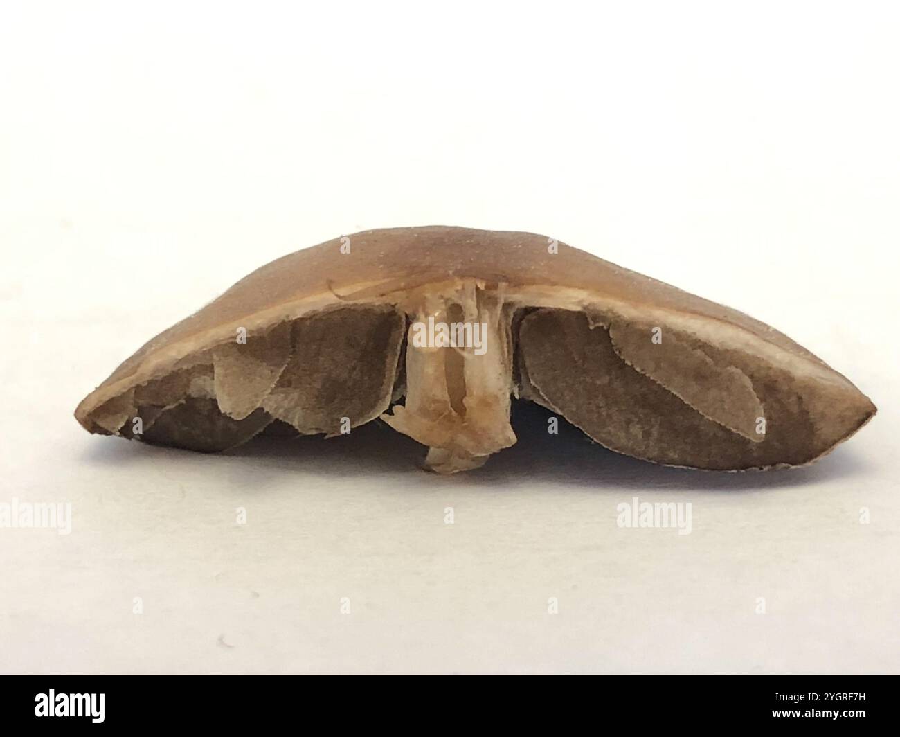Mower's Mushroom (Panaeolus foenisecii Stock Photo - Alamy