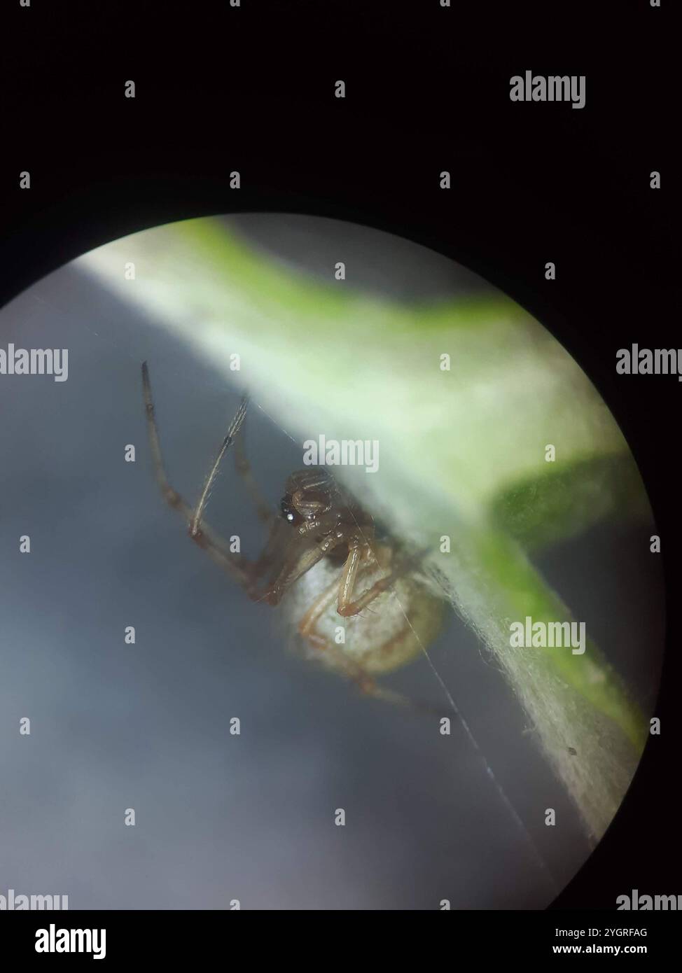 Comb-footed Spiders (Theridiidae Stock Photo - Alamy
