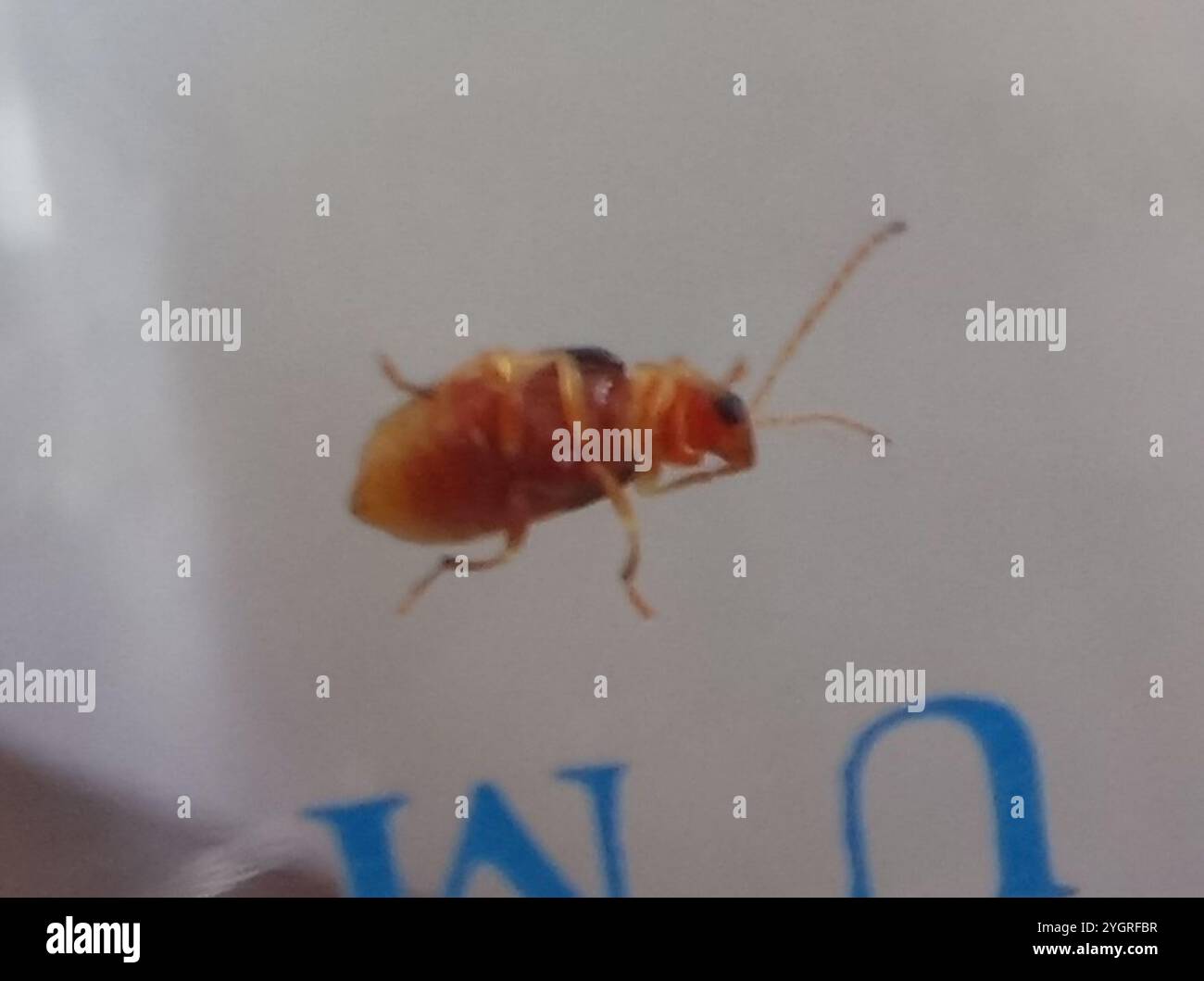 Blackbelly Leafbeetle (Monolepta melanogaster Stock Photo - Alamy