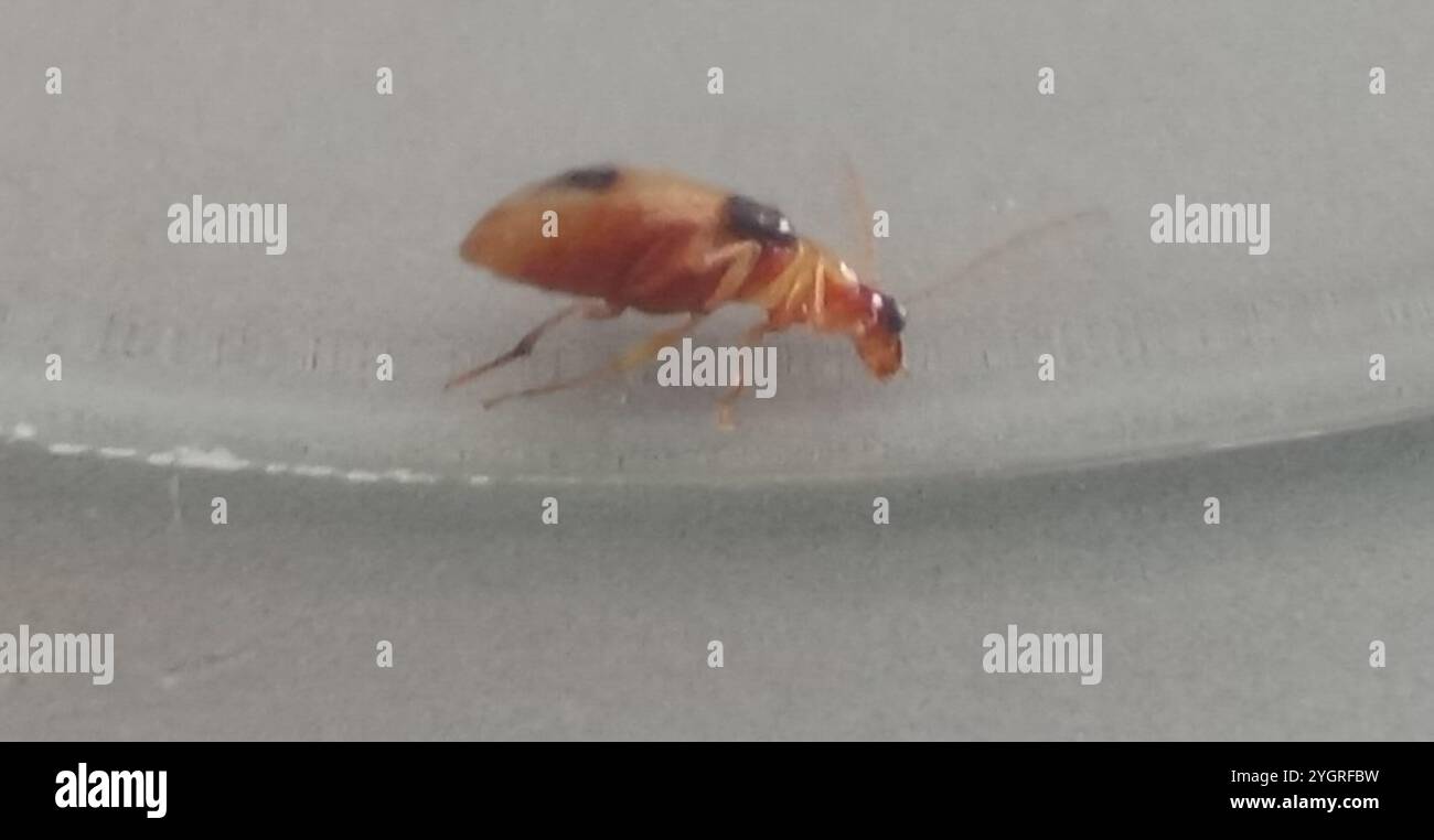 Blackbelly Leafbeetle (Monolepta melanogaster Stock Photo - Alamy